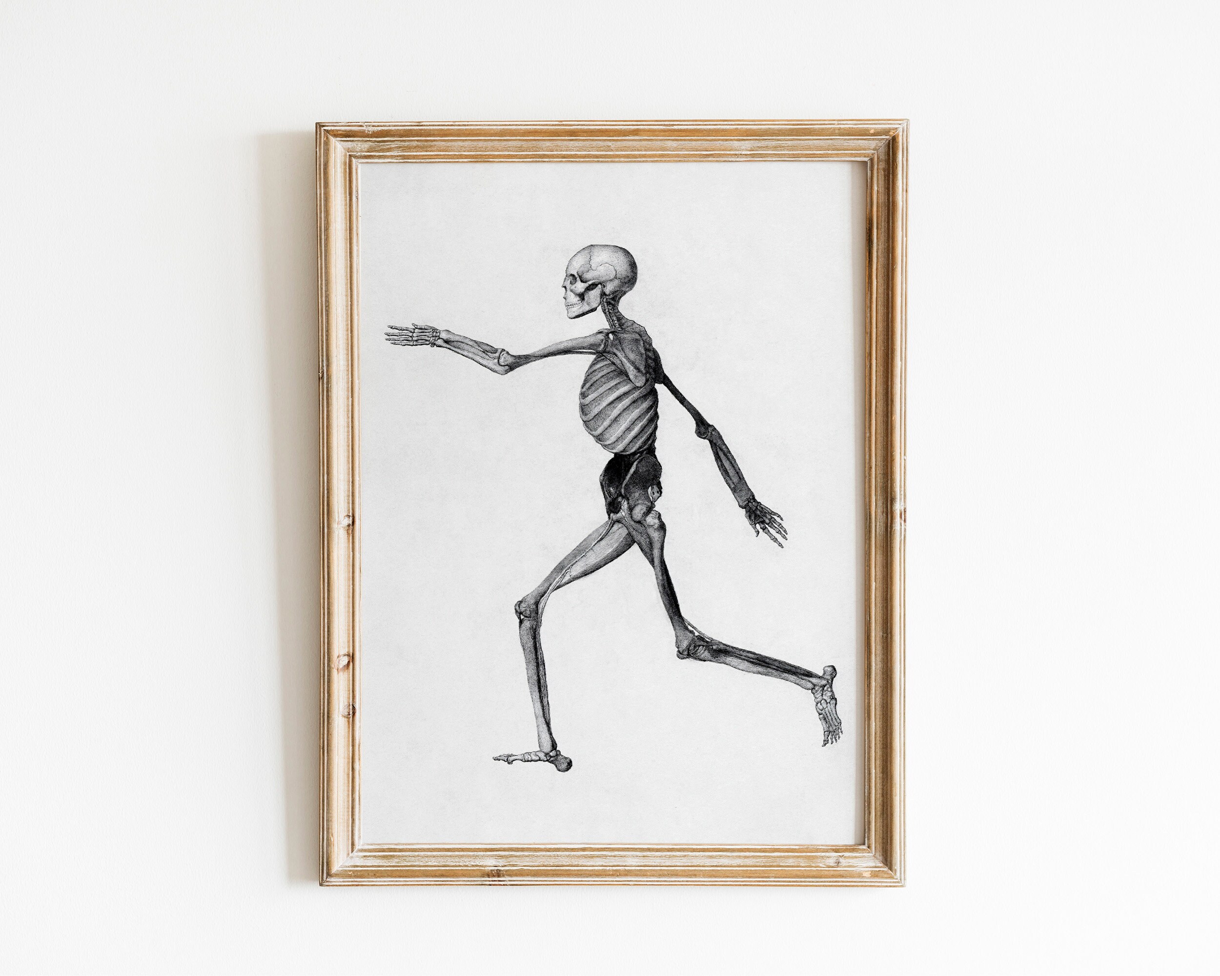 Vintage Human Skeleton Print | Bones, Skulls, Skeleton Wall Art ...