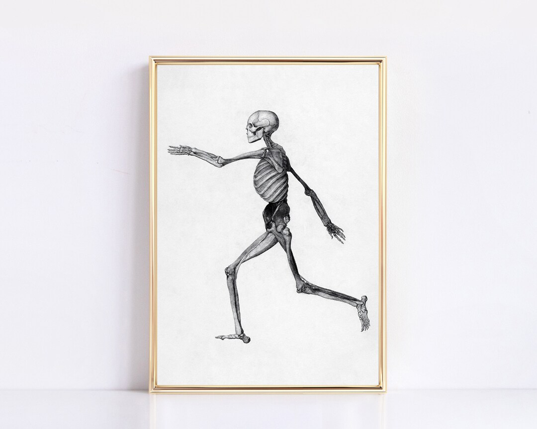 Vintage Human Skeleton Print | Bones, Skulls, Skeleton Wall Art ...