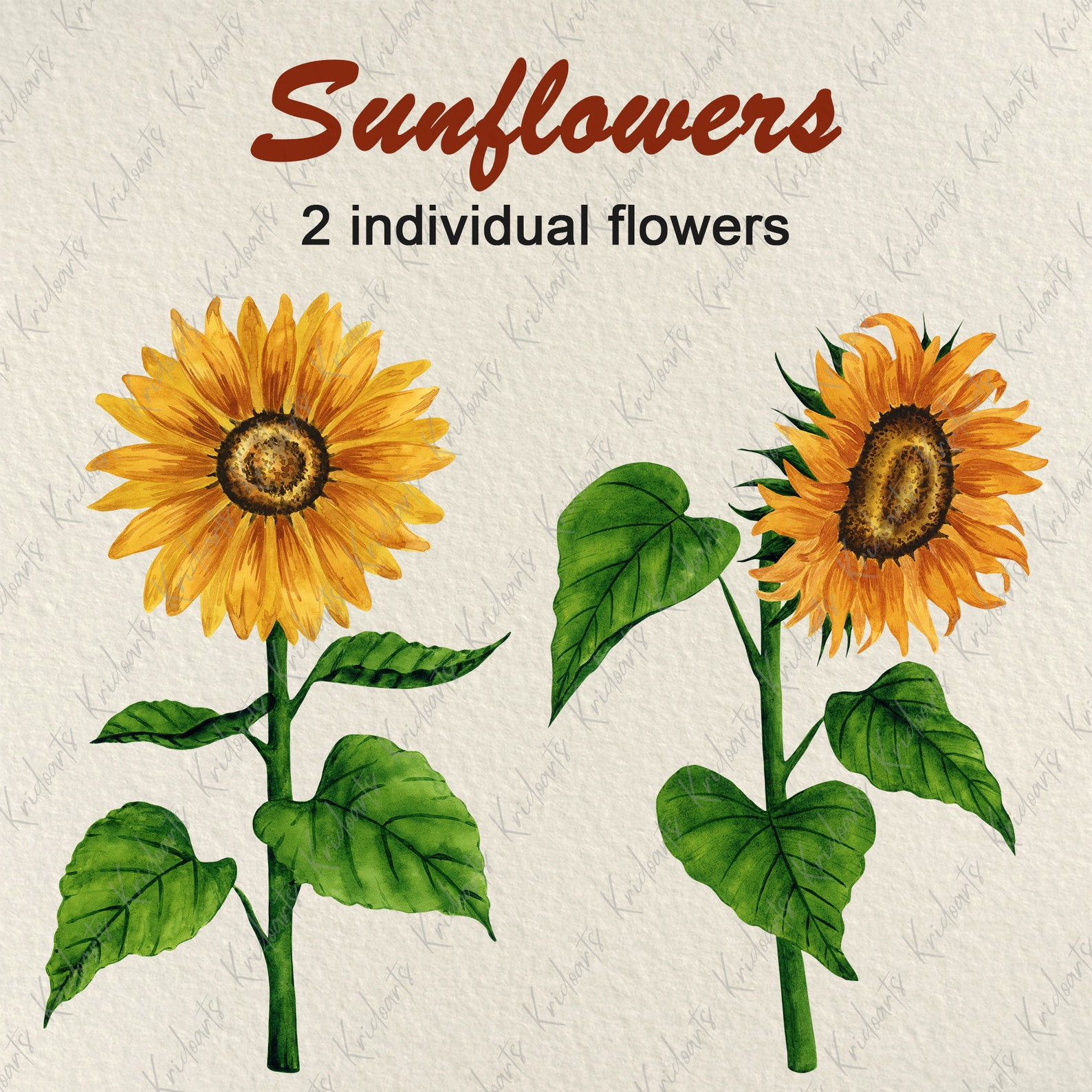 Sunflower Watercolor Clipart: Floral Bouquets, Wreaths and Frames ...