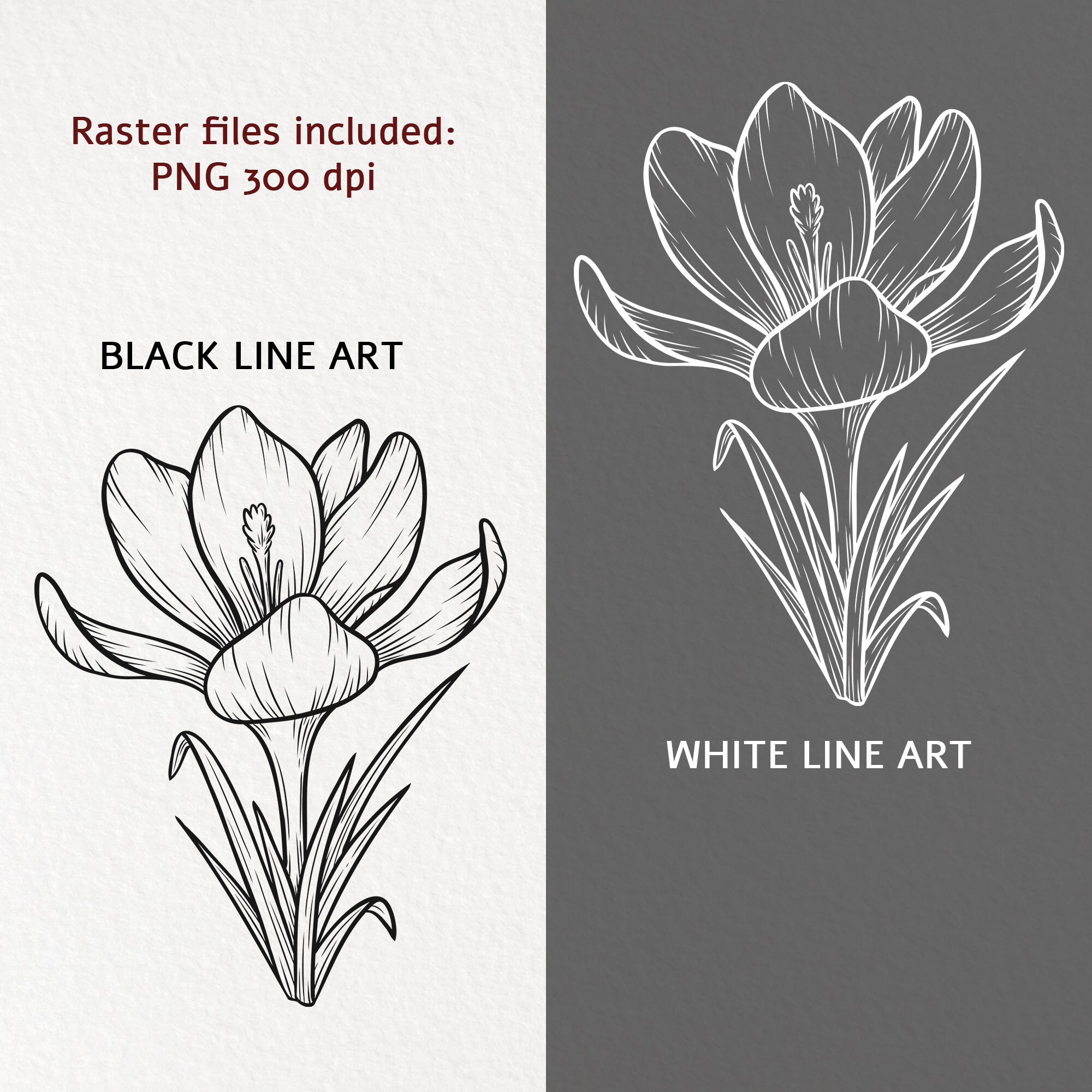 Floral Line Art Clipart Crocus Flower Botanical Line Art Clipart Hand ...