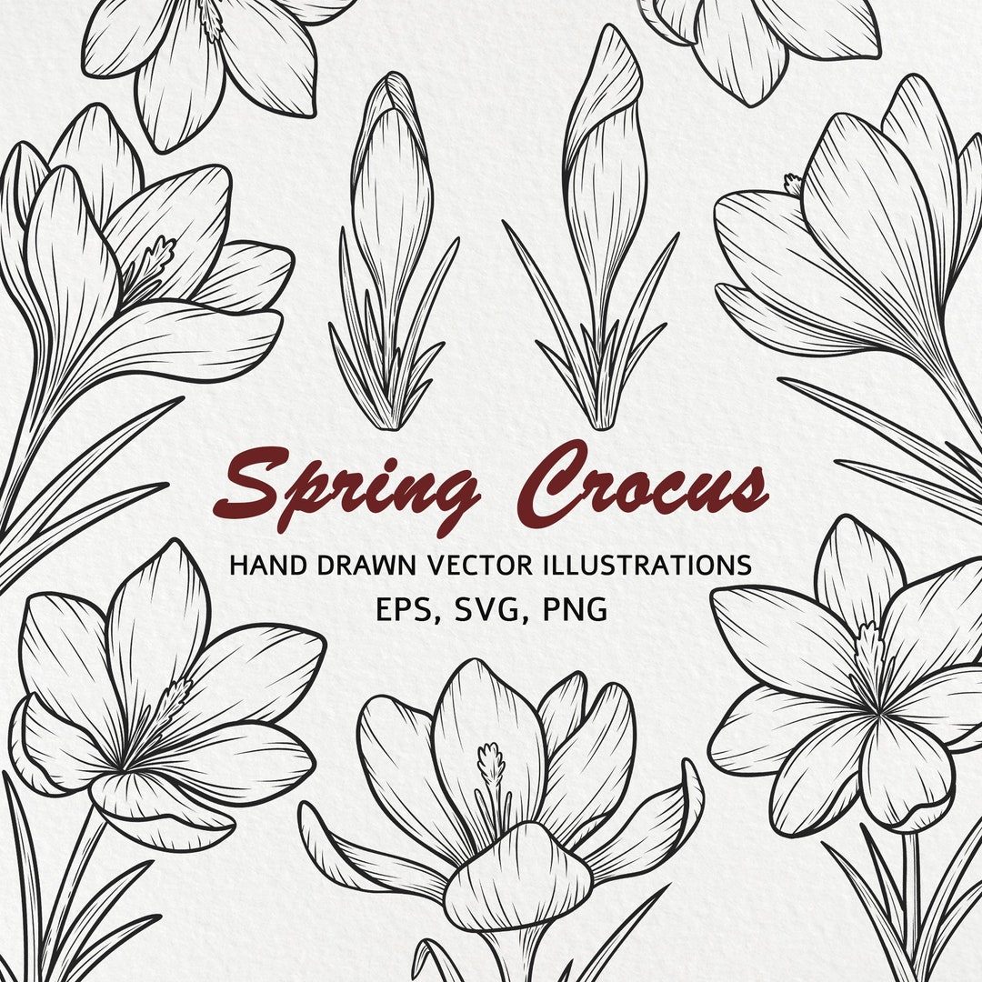 Floral Line Art Clipart Crocus Flower Botanical Line Art Clipart Hand ...