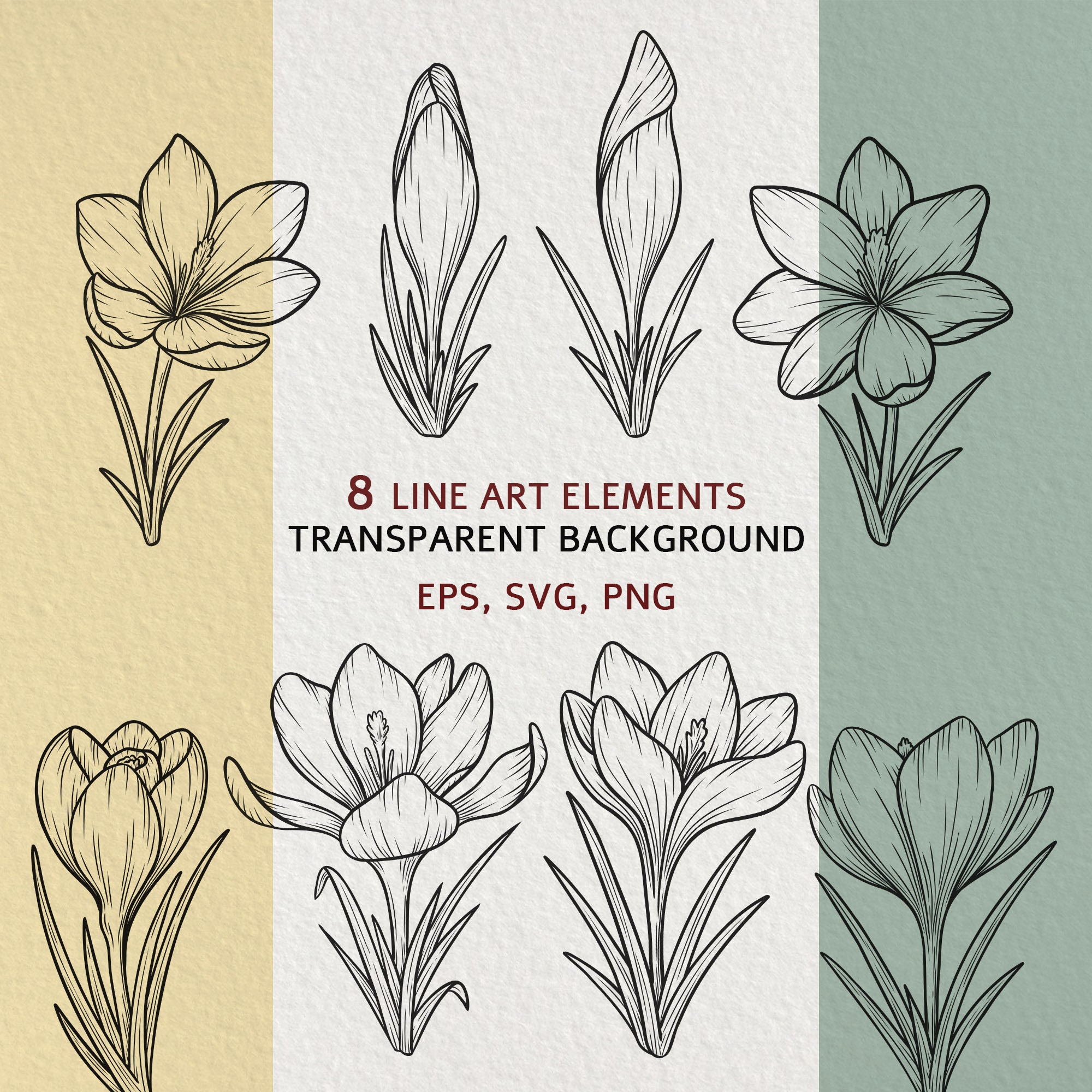 Floral Line Art Clipart Crocus Flower Botanical Line Art Clipart Hand ...