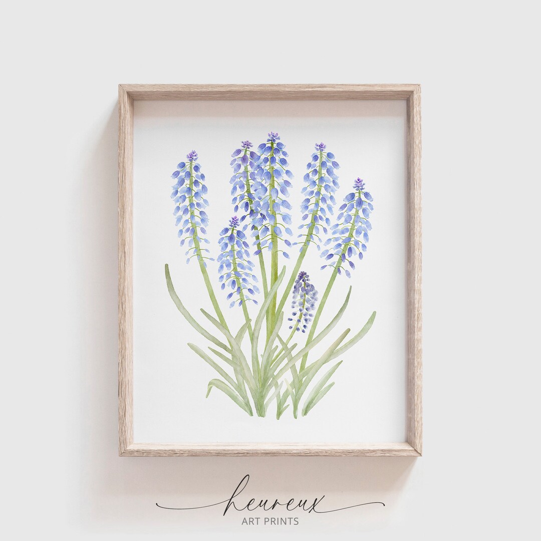 Grape Hyacinth Print, Muscari Flower Watercolor Painting, Blue Flower ...