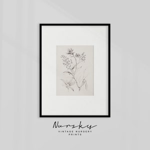 Vintage Neutral Flower Sketch - Botanical Drawing - Minimalist Print ...