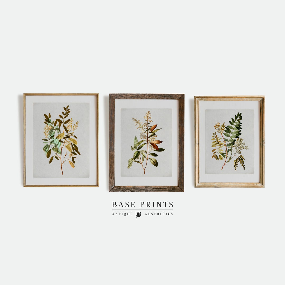 Vintage Botanical Gallery Wall Art SET of Three Prints - Etsy