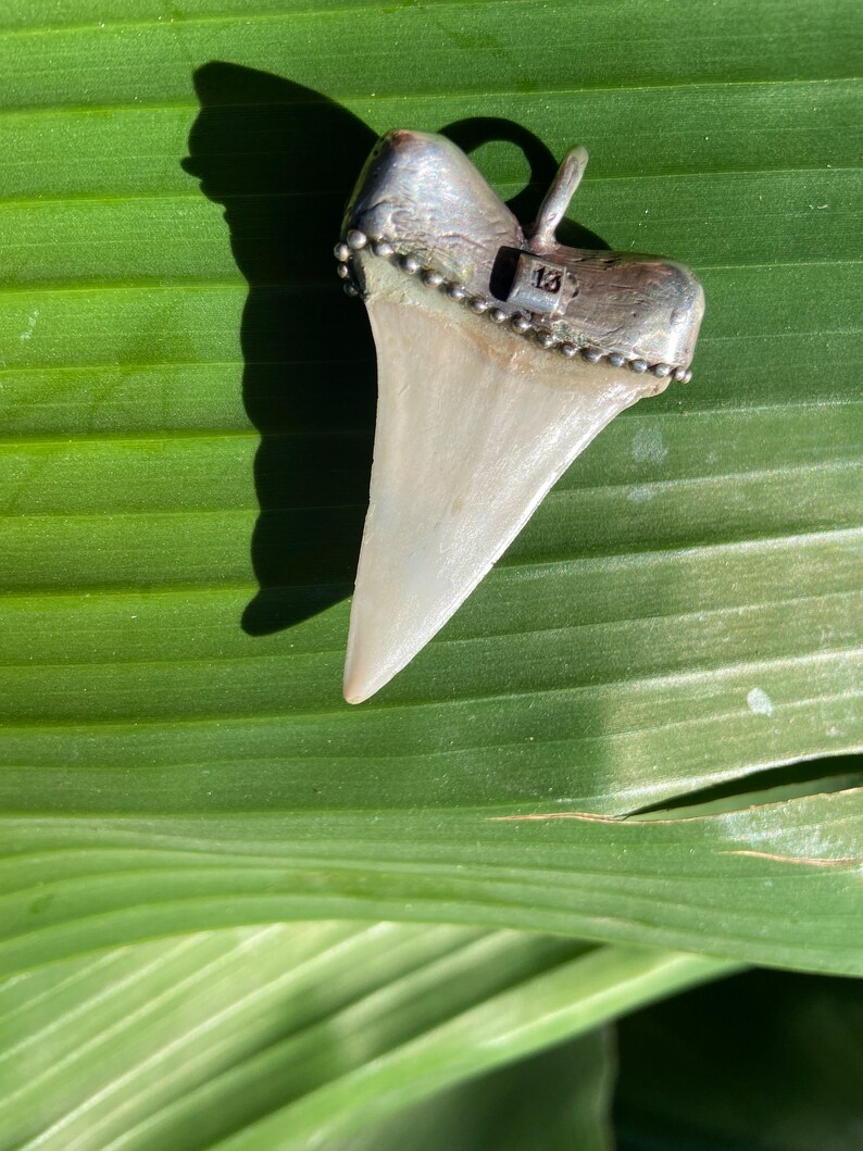 Silver-capped Shark's Tooth Pendant - Etsy