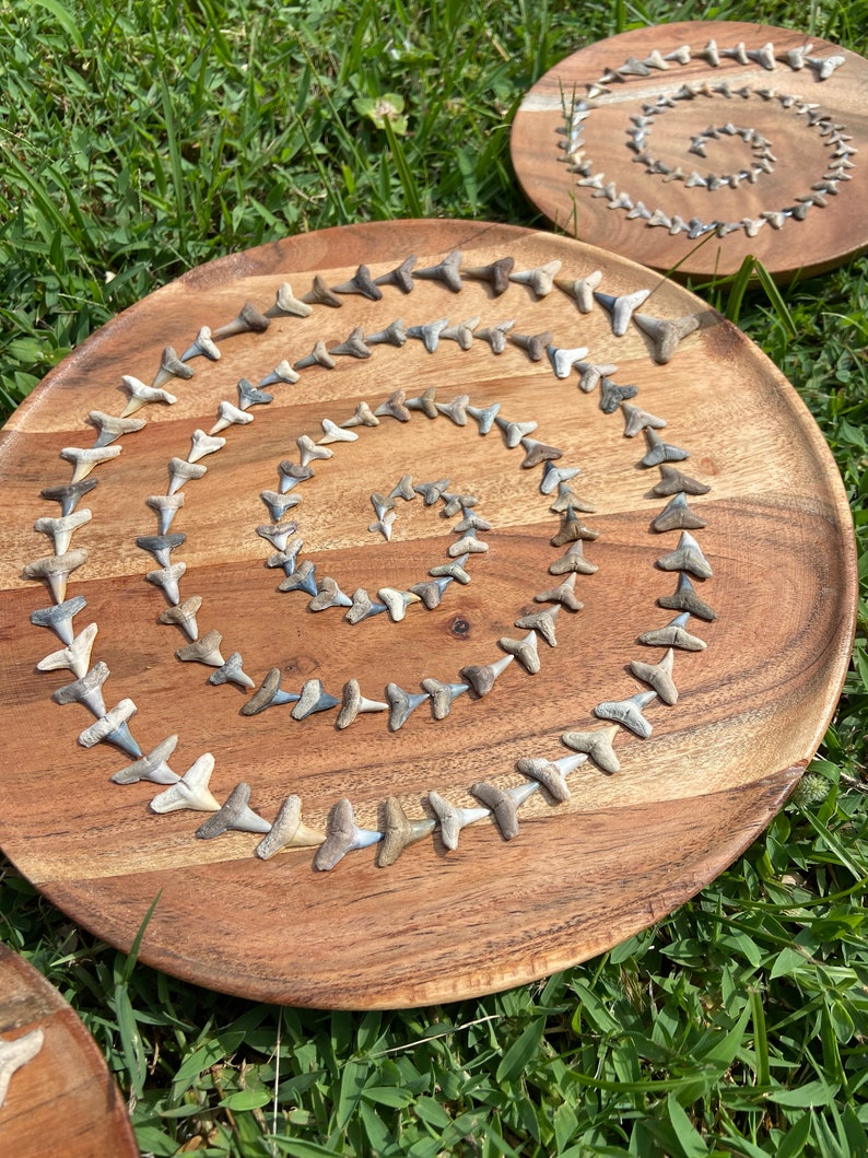 Large Spiral Shark Teeth Art - Etsy