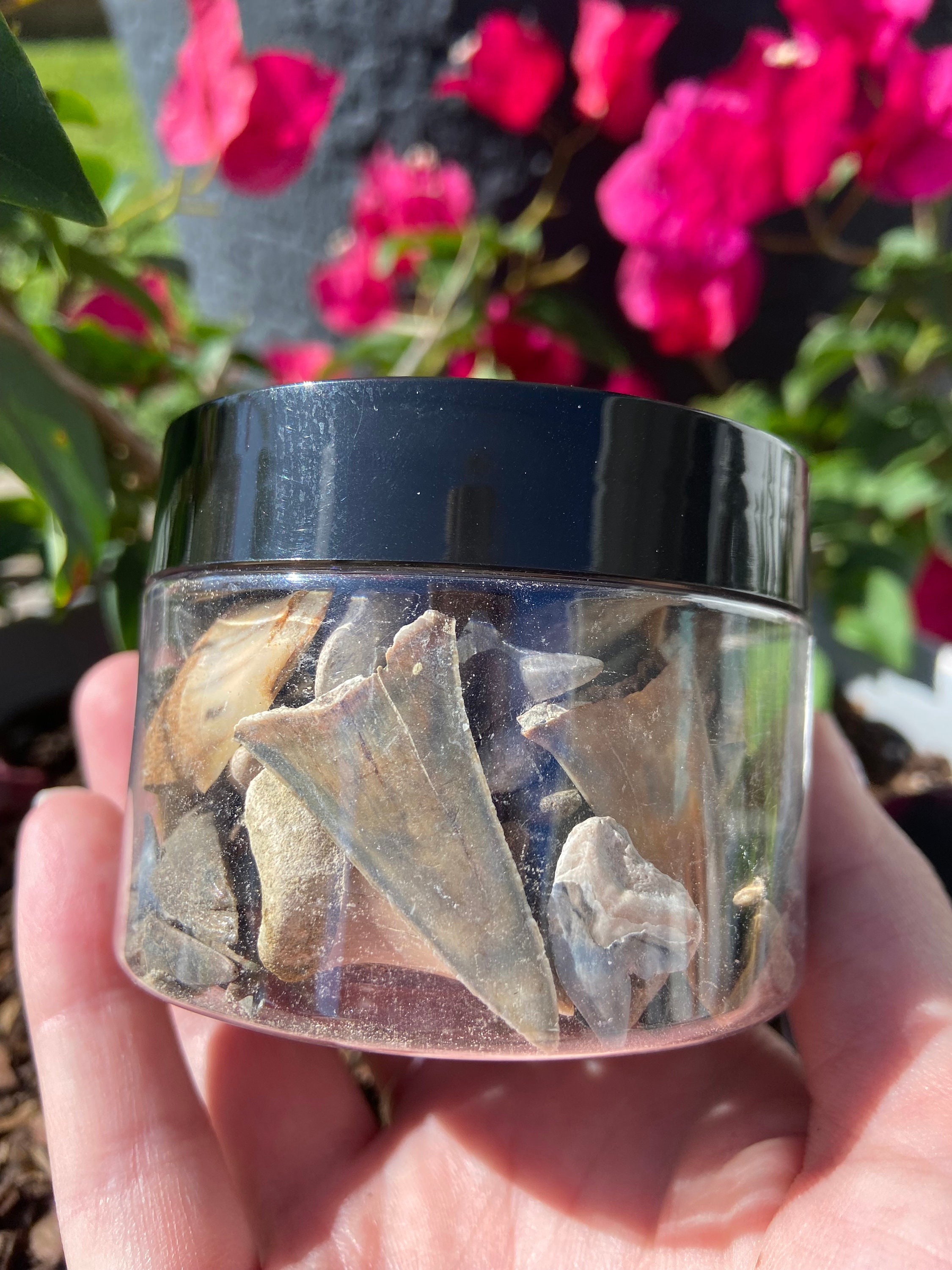 Shark Teeth Jars - Etsy