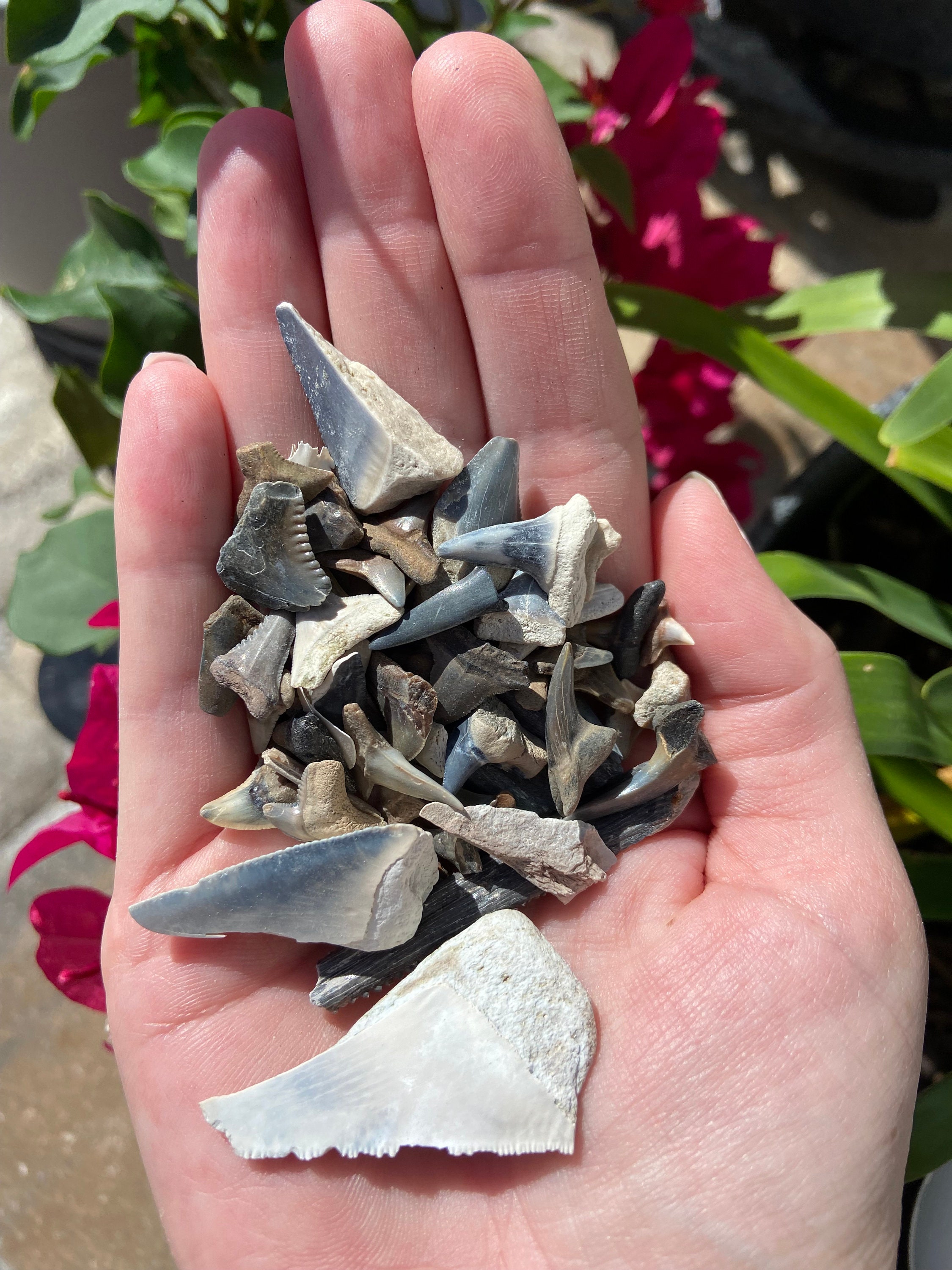 Shark Teeth Jars - Etsy