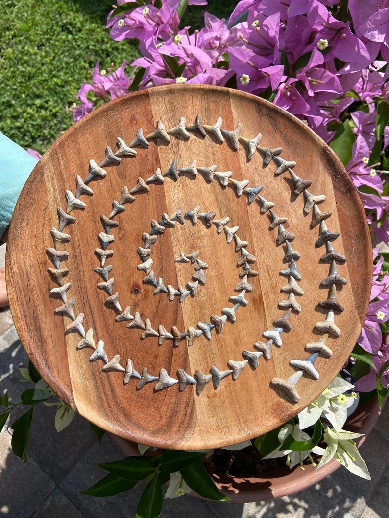 Large Spiral Shark Teeth Art - Etsy