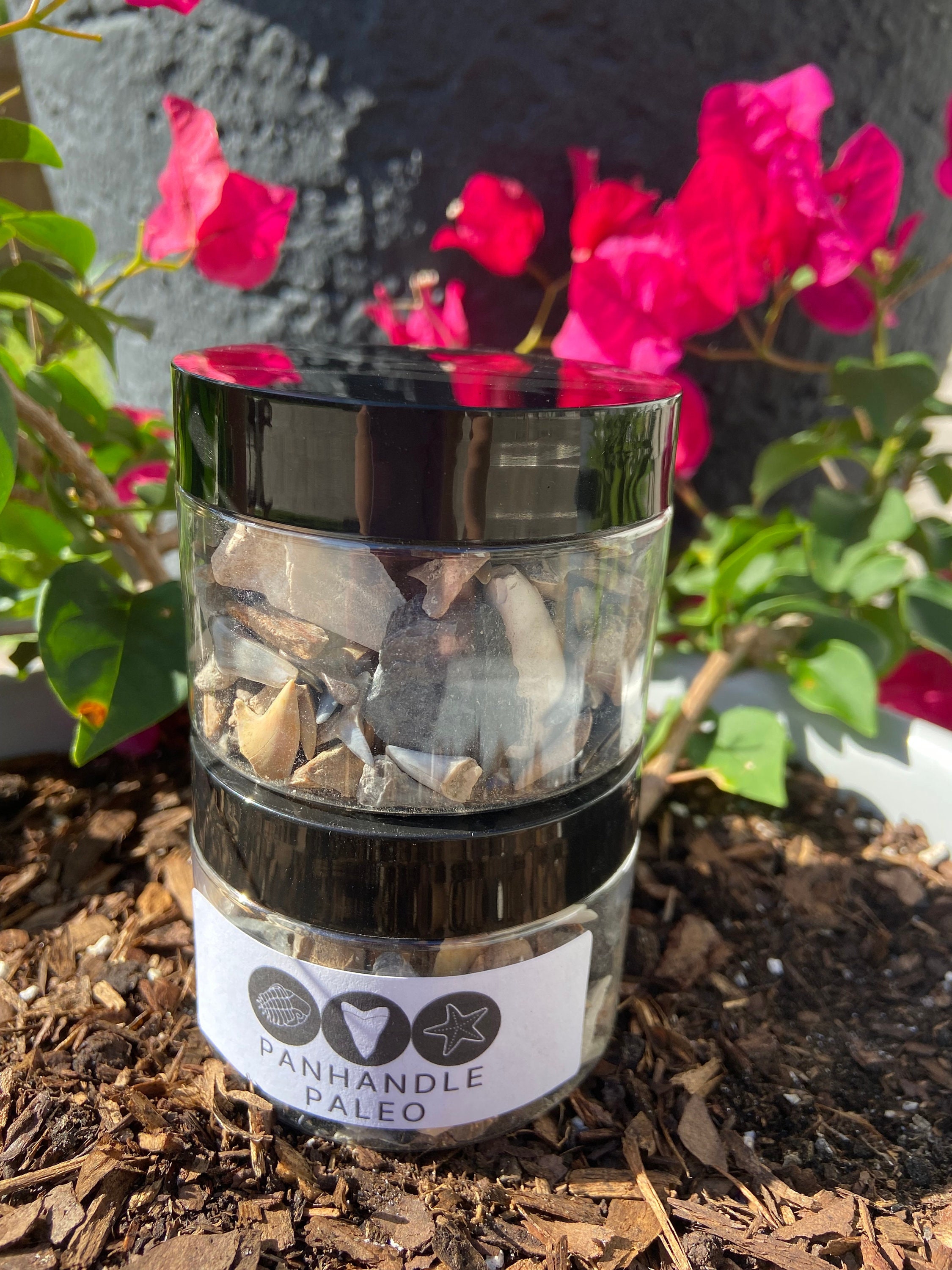 Shark Teeth Jars - Etsy