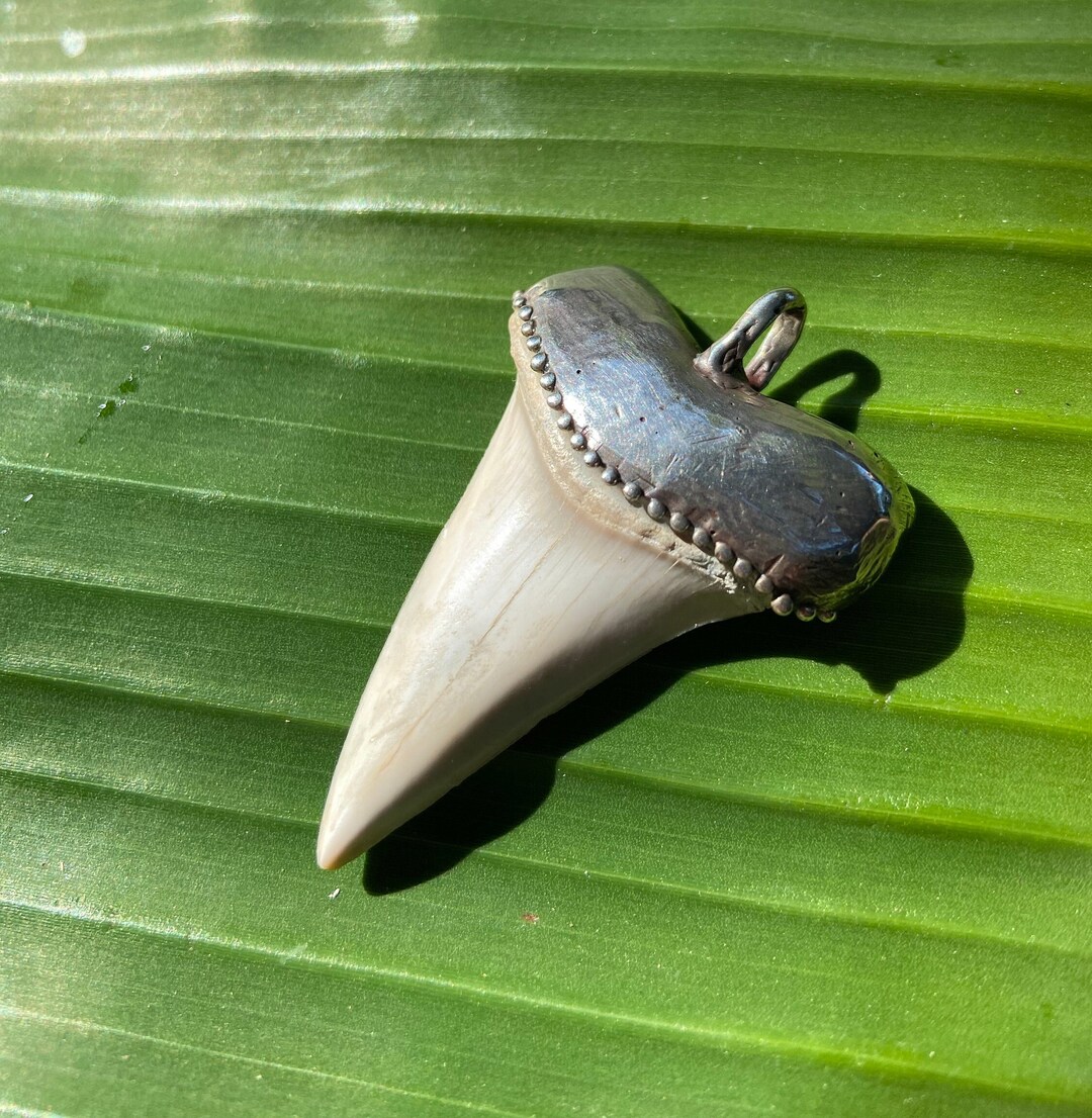 Silver-capped Shark's Tooth Pendant - Etsy