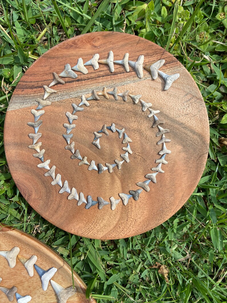 Small Spiral Shark Teeth Art - Etsy