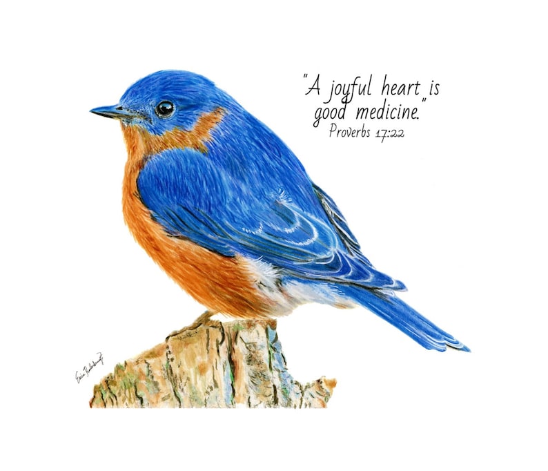 10 Greeting Card Pack of Scripture Birds: 2 Each of the Owl, Doves ...
