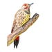 Northern Flicker Yellowhammer Bird Watercolor Alabama State Bird ...