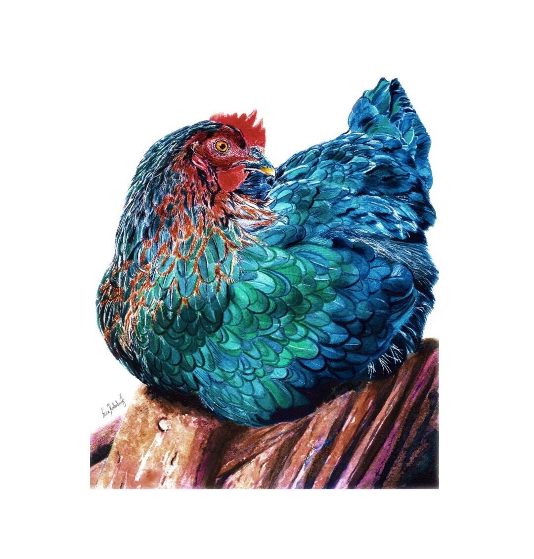 Chicken Watercolor-black Copper Maran Hen: Farmhouse Style - Etsy