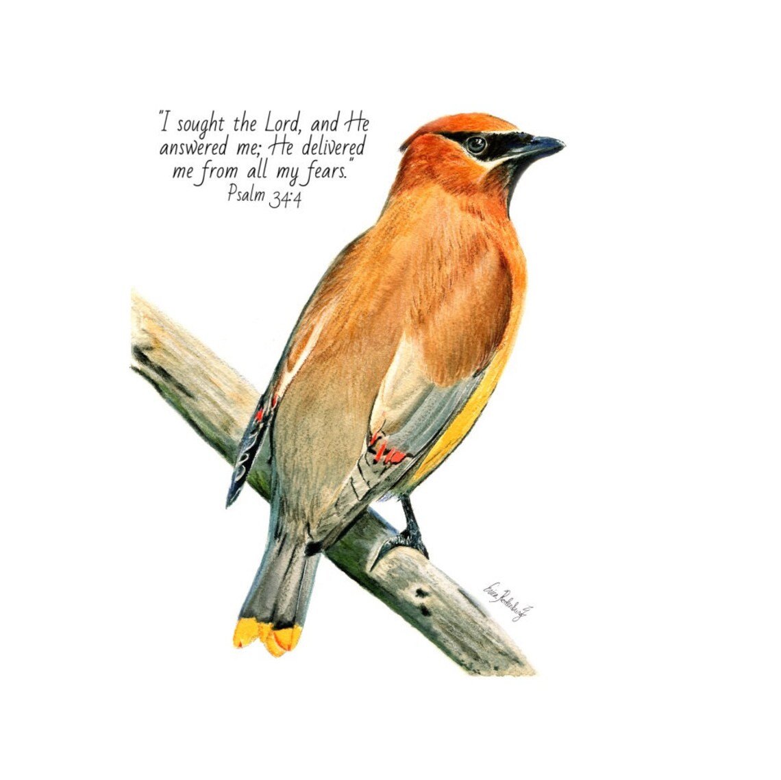 10 Greeting Card Pack of Scripture Birds: 2 Each of the Owl, Doves ...