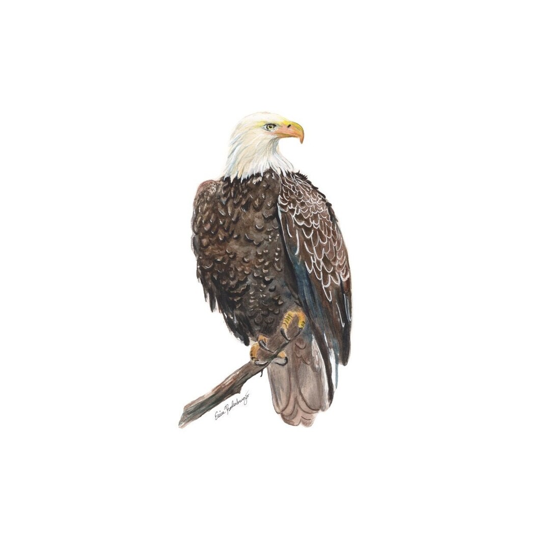 America Bald Eagle Painting Print, Card, or Magnet; Patriotic ...