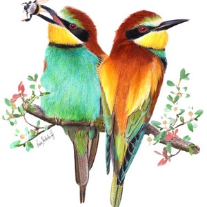 European Bee-eaters: Magnets, Cards, or Giclee Prints; Bird Watercolor ...