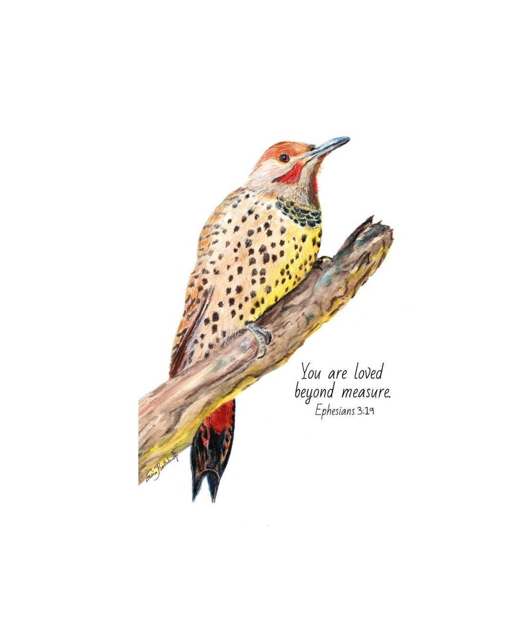 Northern Flicker Yellowhammer Bird Watercolor Alabama State Bird/ Christian Encouragement Gift ...