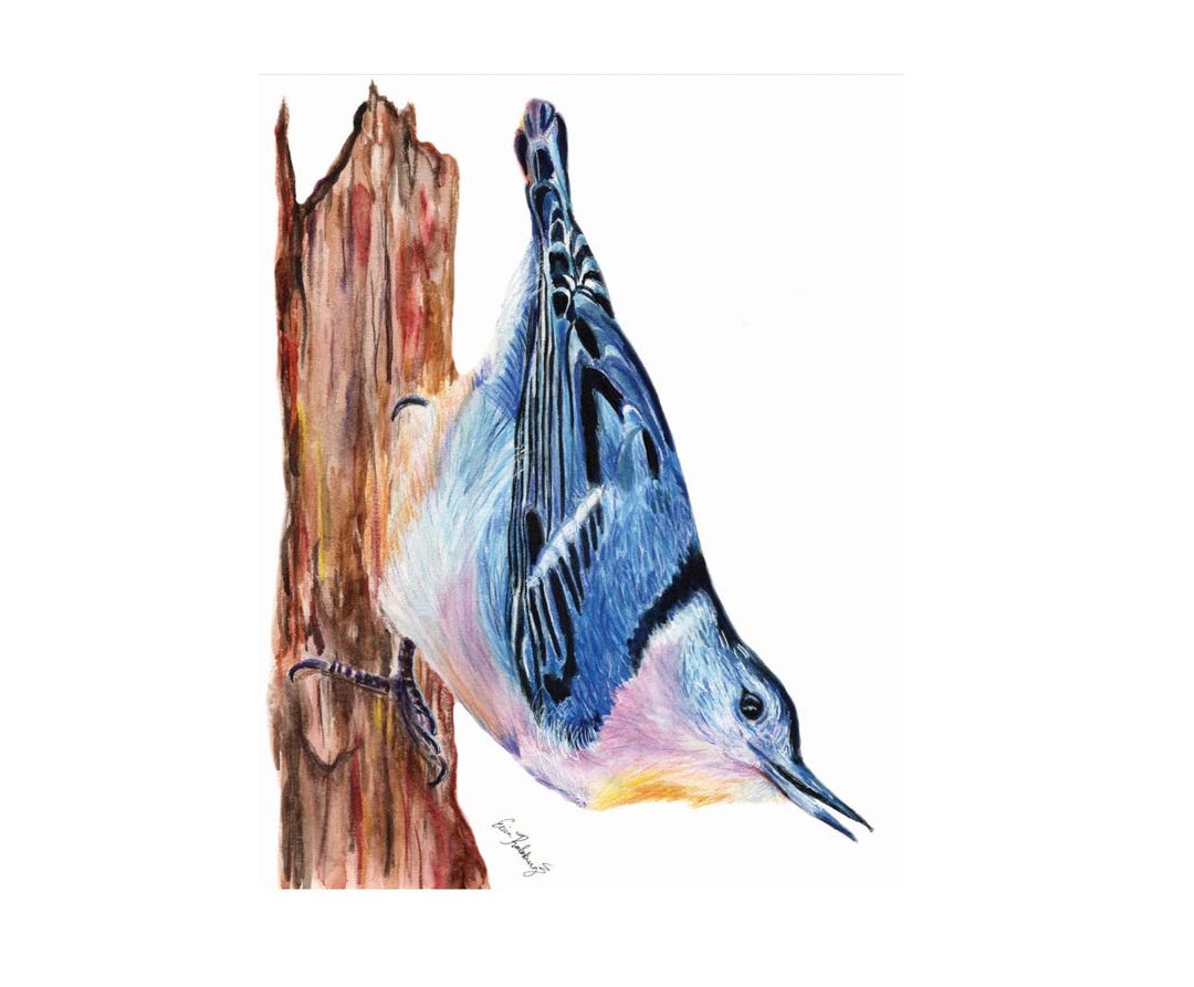 Nuthatch Watercolor Painting Print, Blank Greeting Card, or Magnet ...