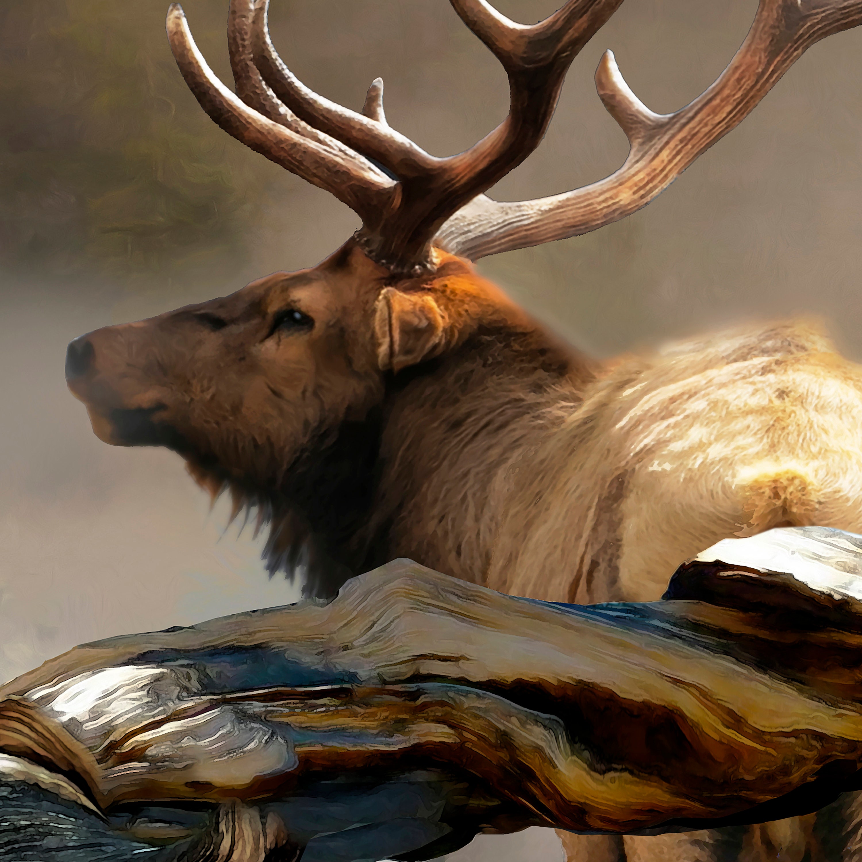 Bulls in the Mist, Two Bull Elk in the Cool Morning Mist. Also Known as ...