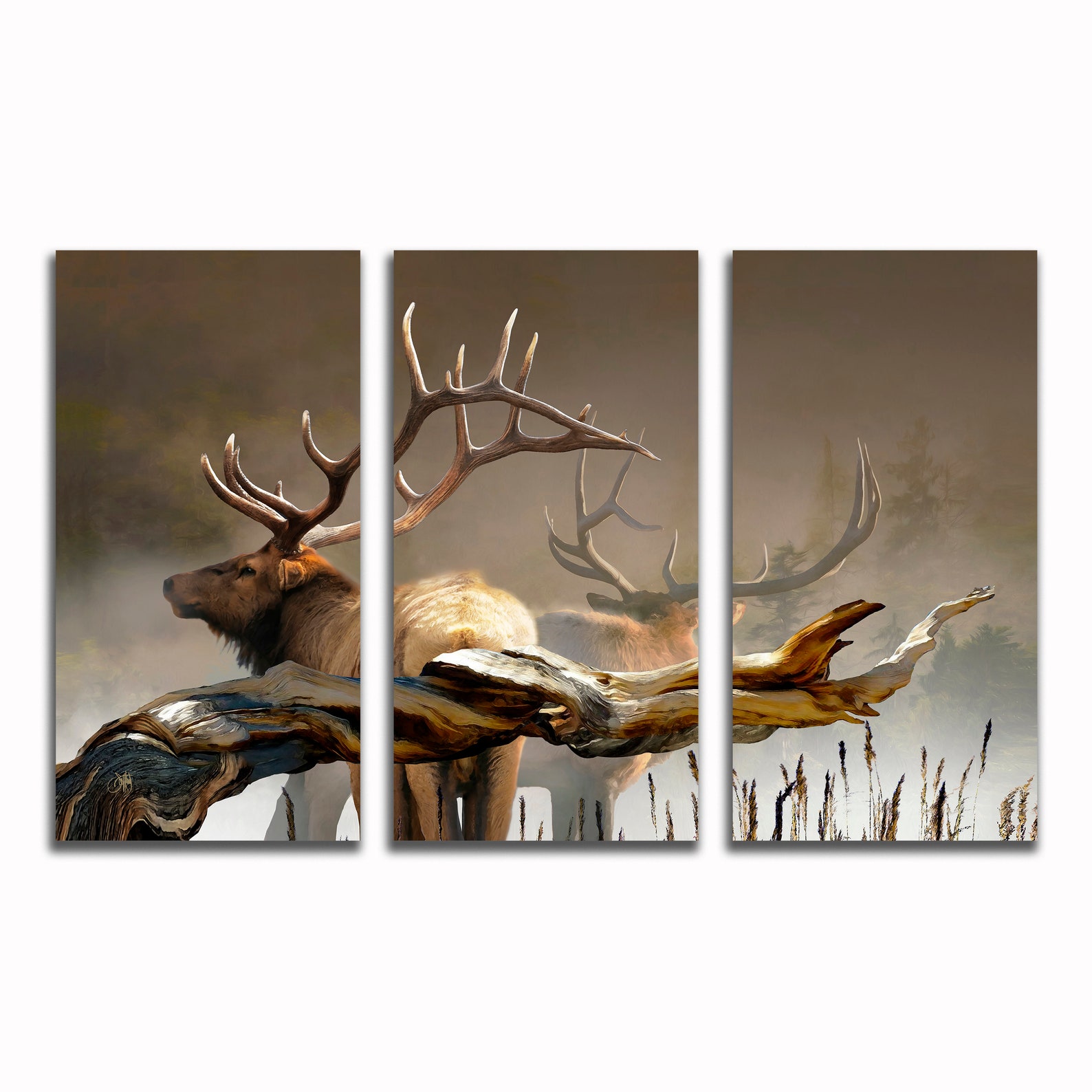 Bulls in the Mist, Two Bull Elk in the Cool Morning Mist. Also Known as ...