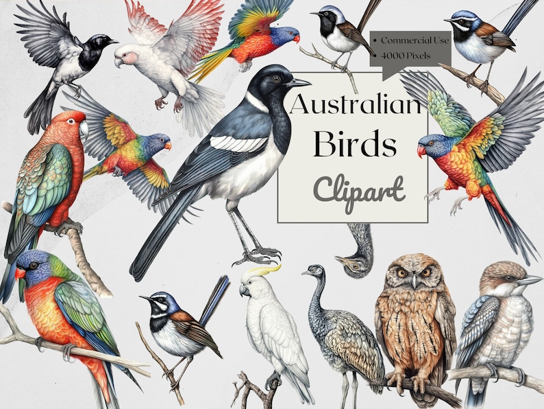 Australian Bird Clipart | Hand Drawn Pngs | Card Making, Scrapbooking ...