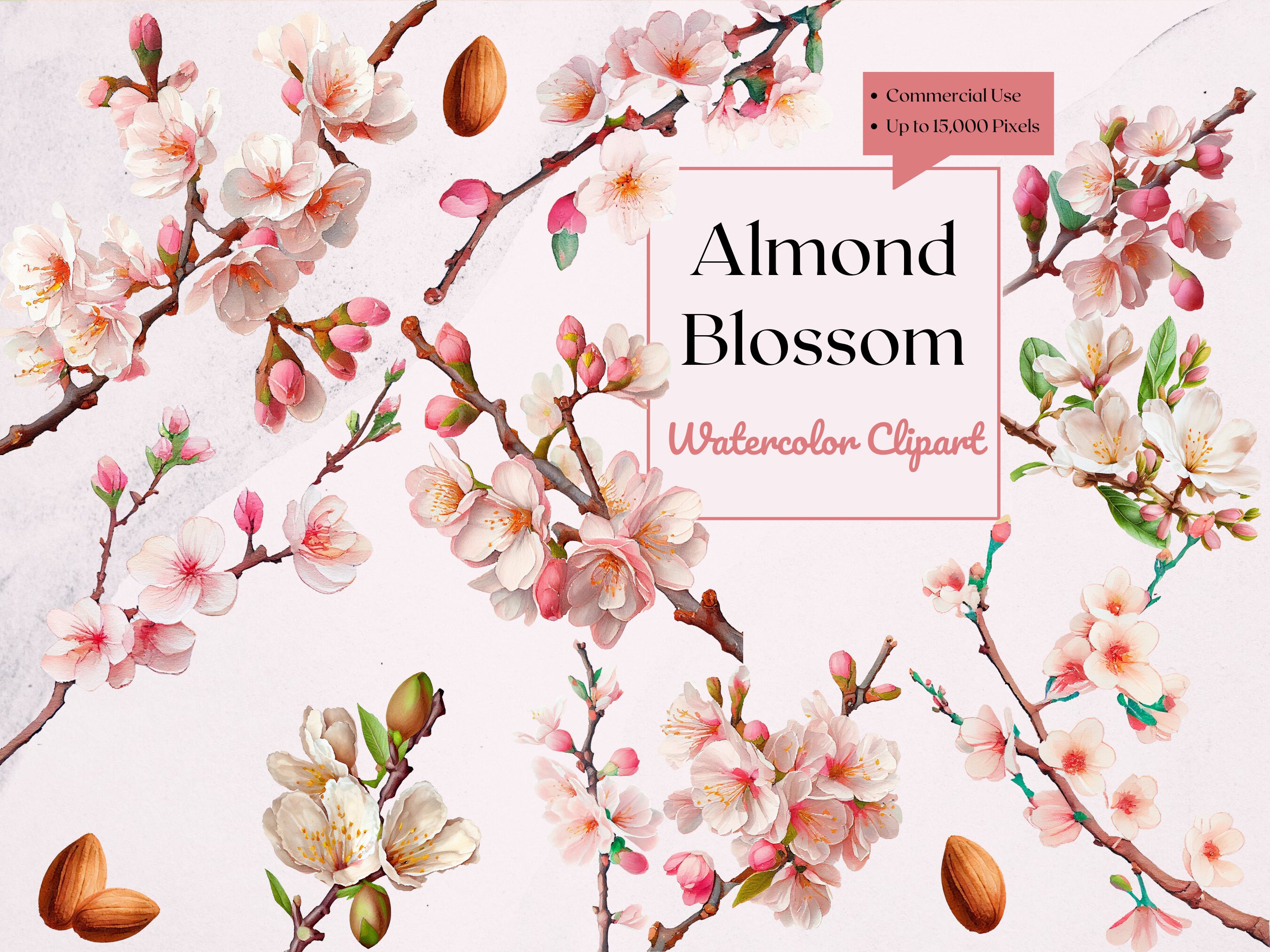 Almond Blossom Clipart | Watercolor | PNG Digital Downloads for Card ...