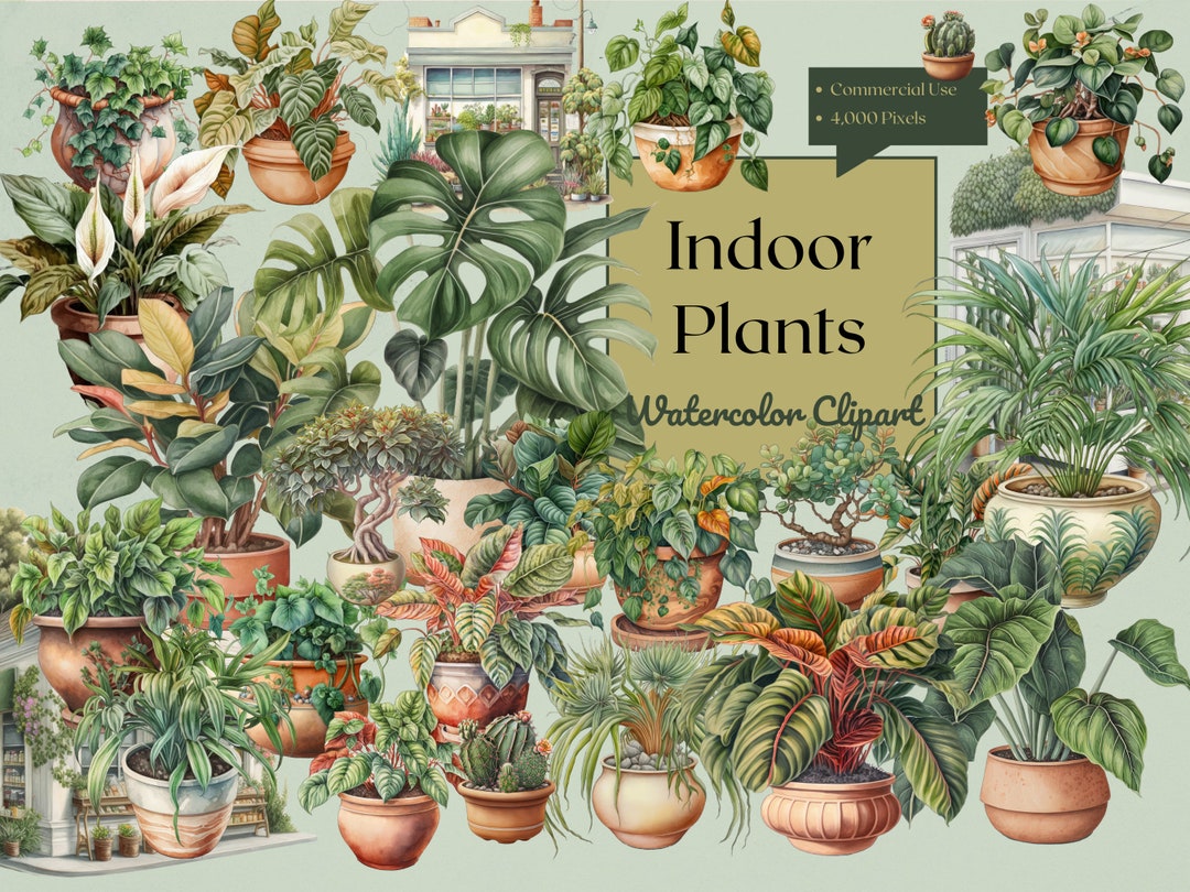 Indoor Plants Clipart | Watercolor | PNG Digital Downloads for Card ...