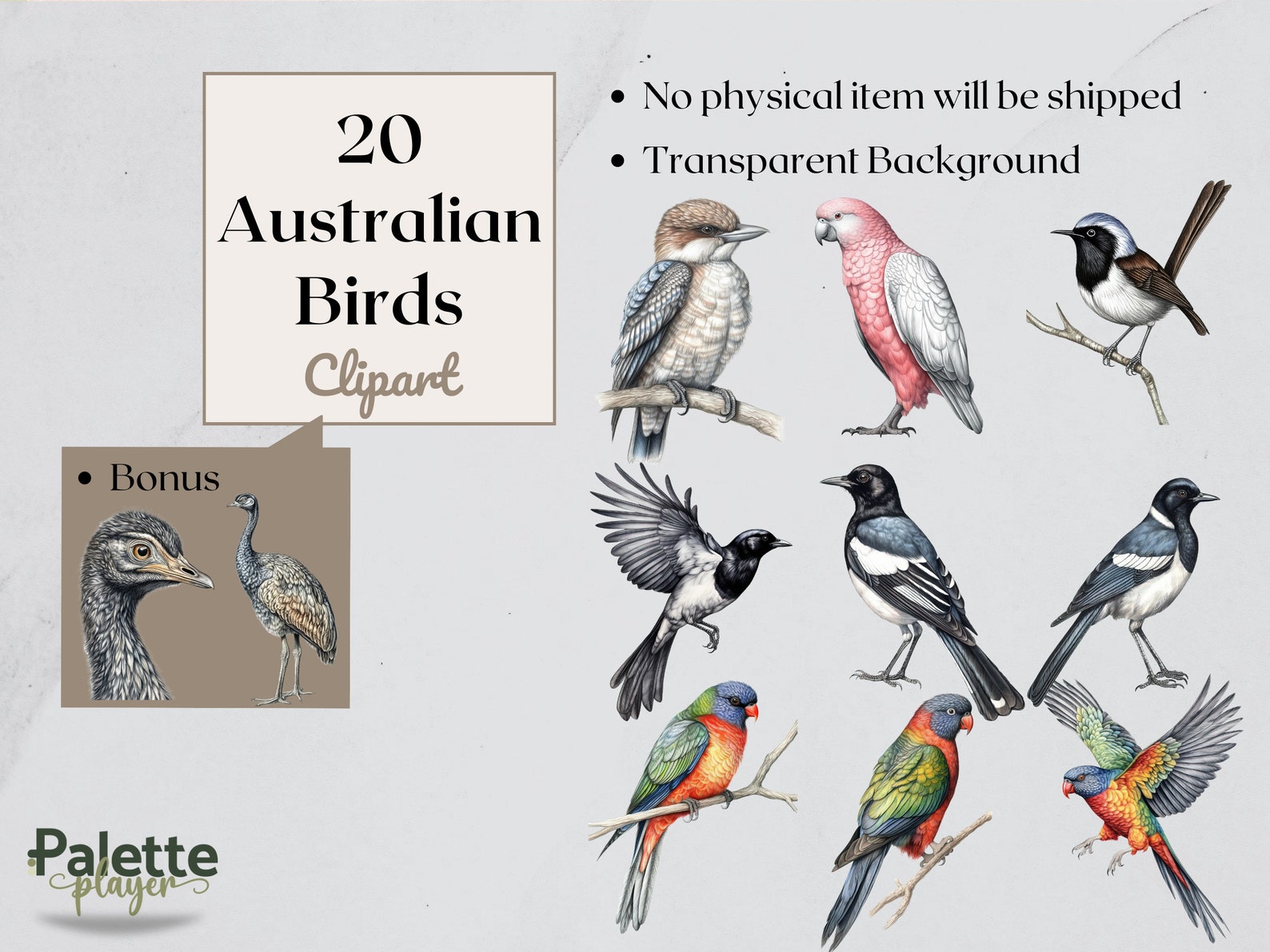 Australian Bird Clipart | Hand Drawn Pngs | Card Making, Scrapbooking ...