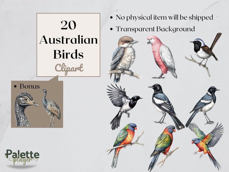 Australian Bird Clipart | Hand Drawn Pngs | Card Making, Scrapbooking ...