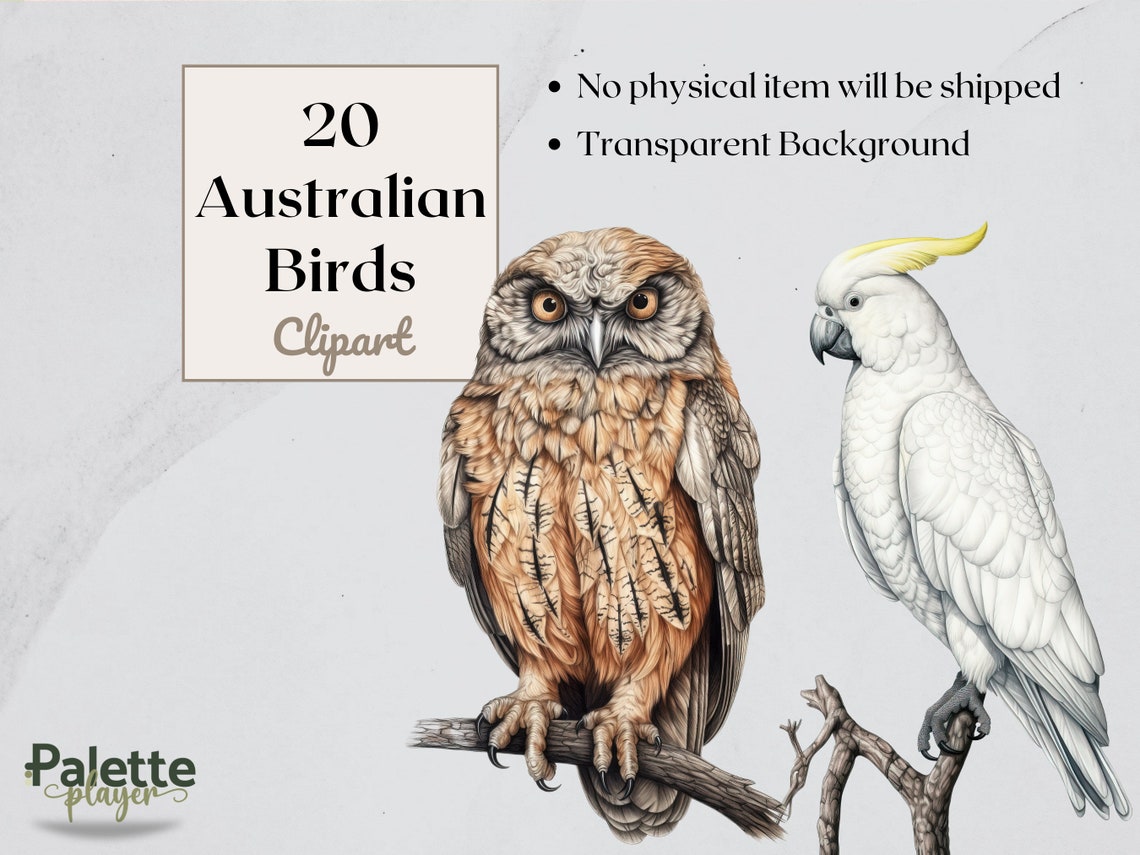 Australian Bird Clipart | Hand Drawn Pngs | Card Making, Scrapbooking ...