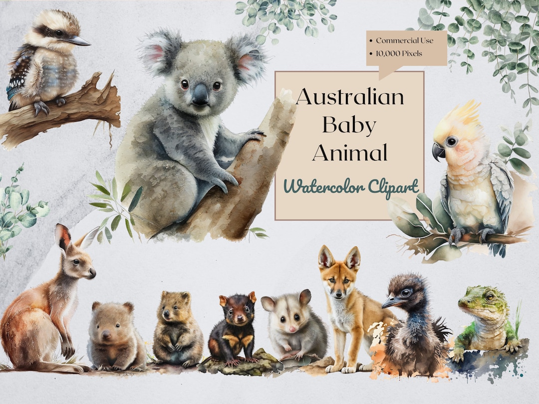 Australian Baby Animal Clipart | Watercolor | PNG Digital Downloads for ...