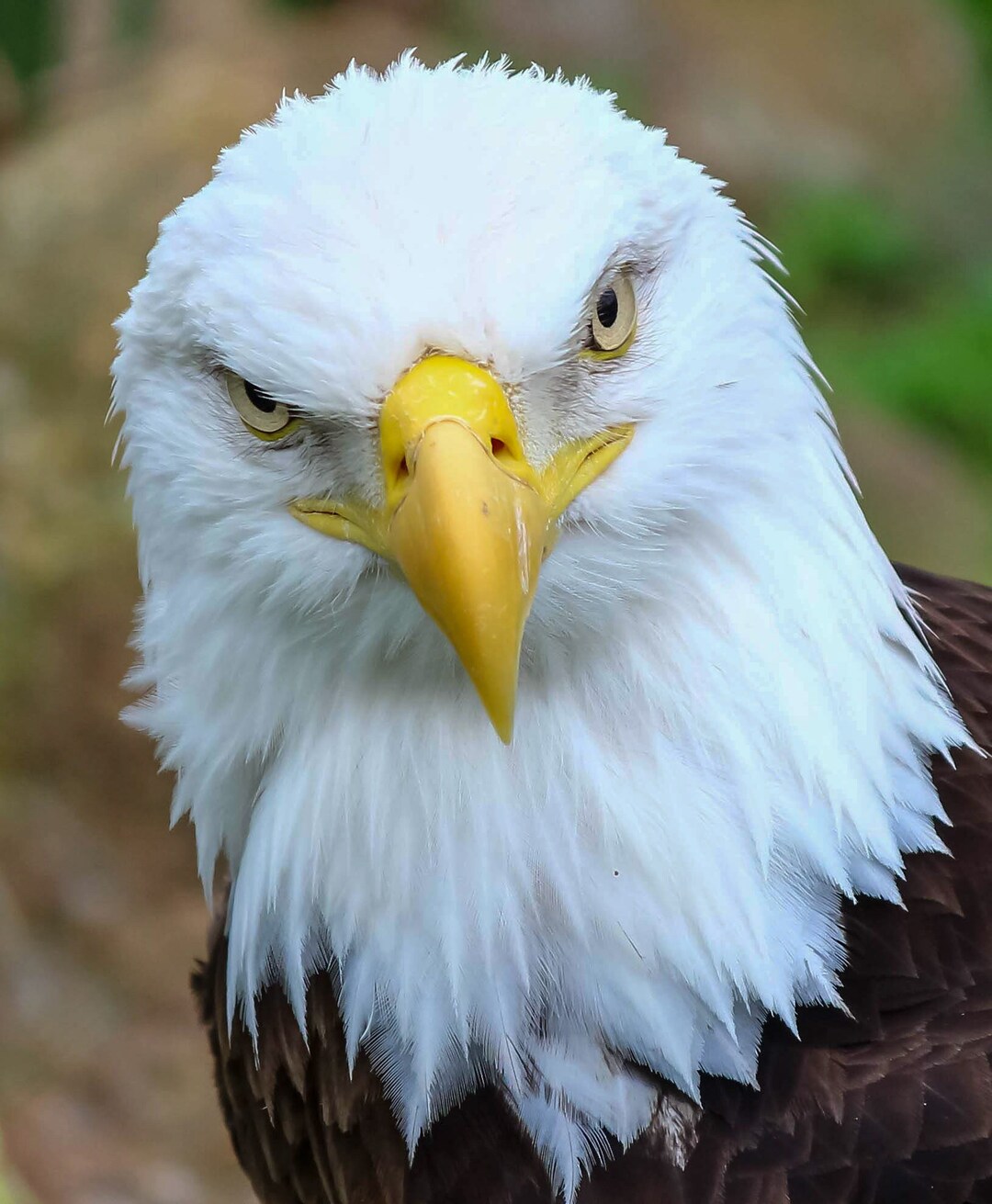 Bald Eagle Wall Art,american Eagle Printable, Bald Eagle Digital ...