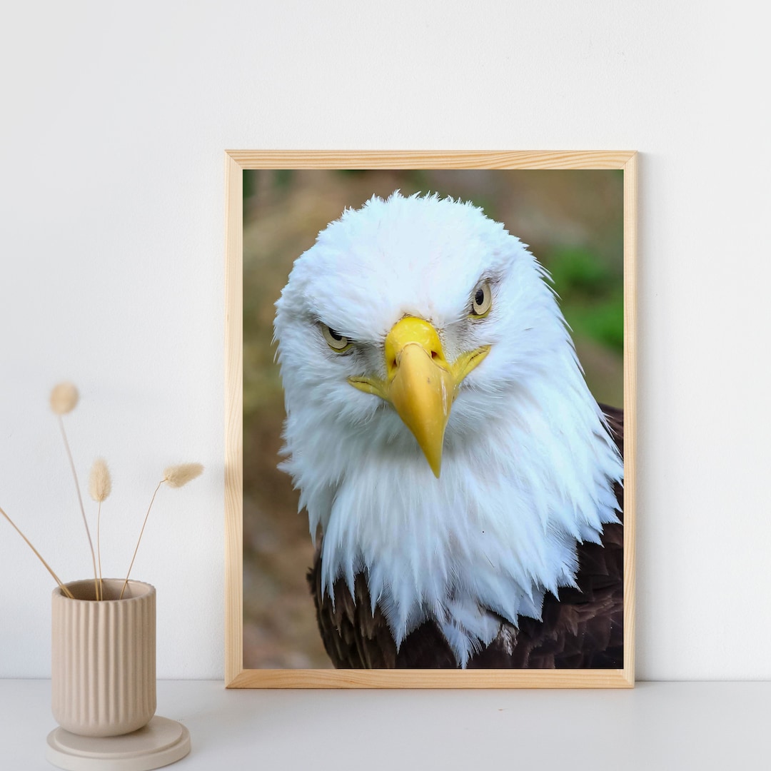 Bald Eagle Wall Art Print American Eagle Portrait Raptor Bird of Prey ...