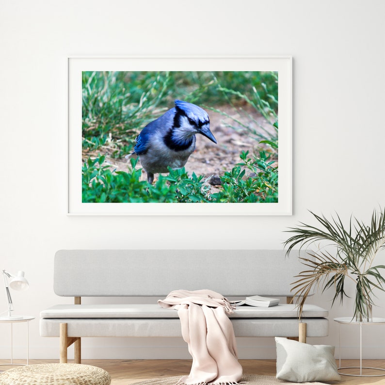 Blue Jay Digital Wall Art Printable Blue Jay Decor Nature Lover Gift ...