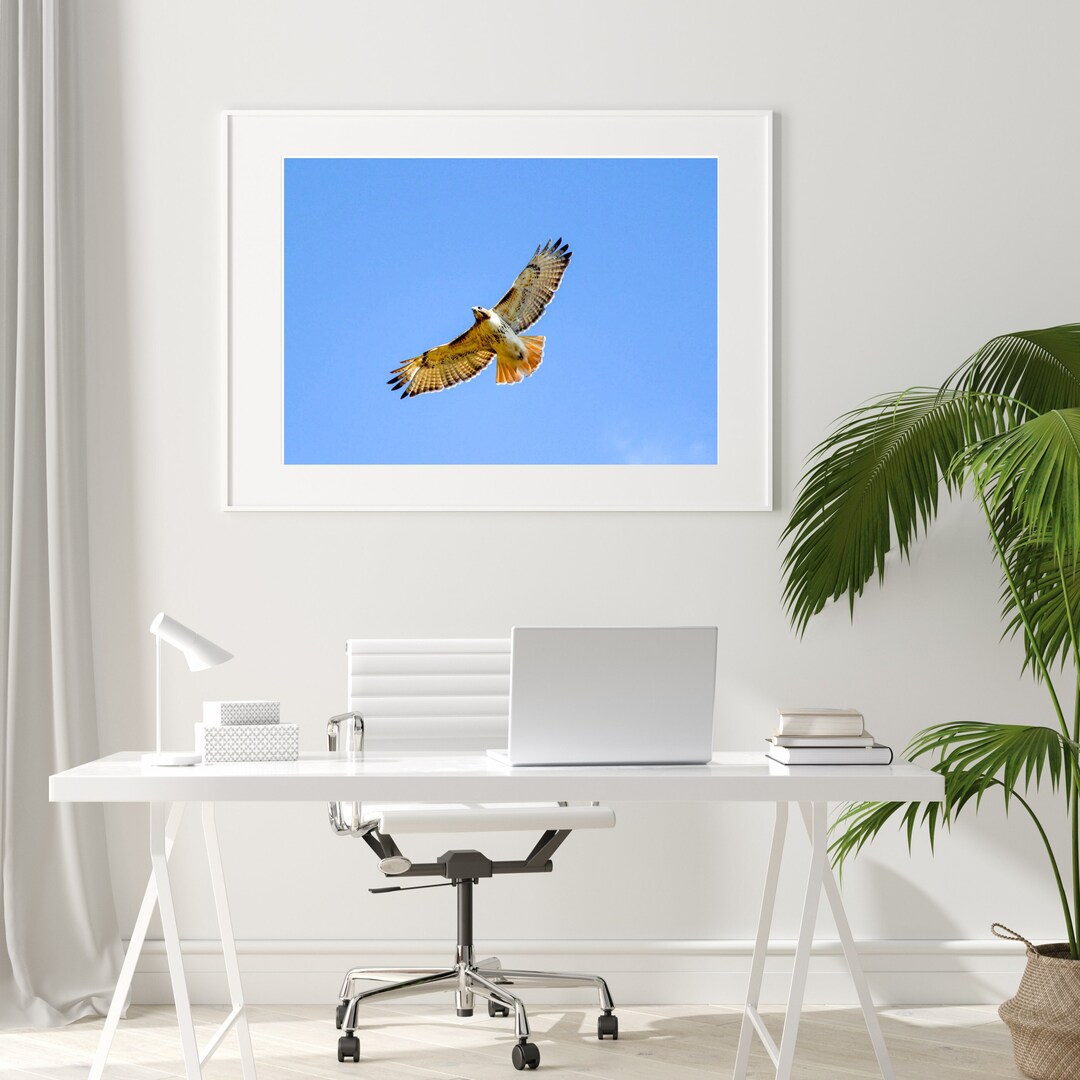 Red-tailed Hawk Photography Print: Bird of Prey Wall Art (digital ...