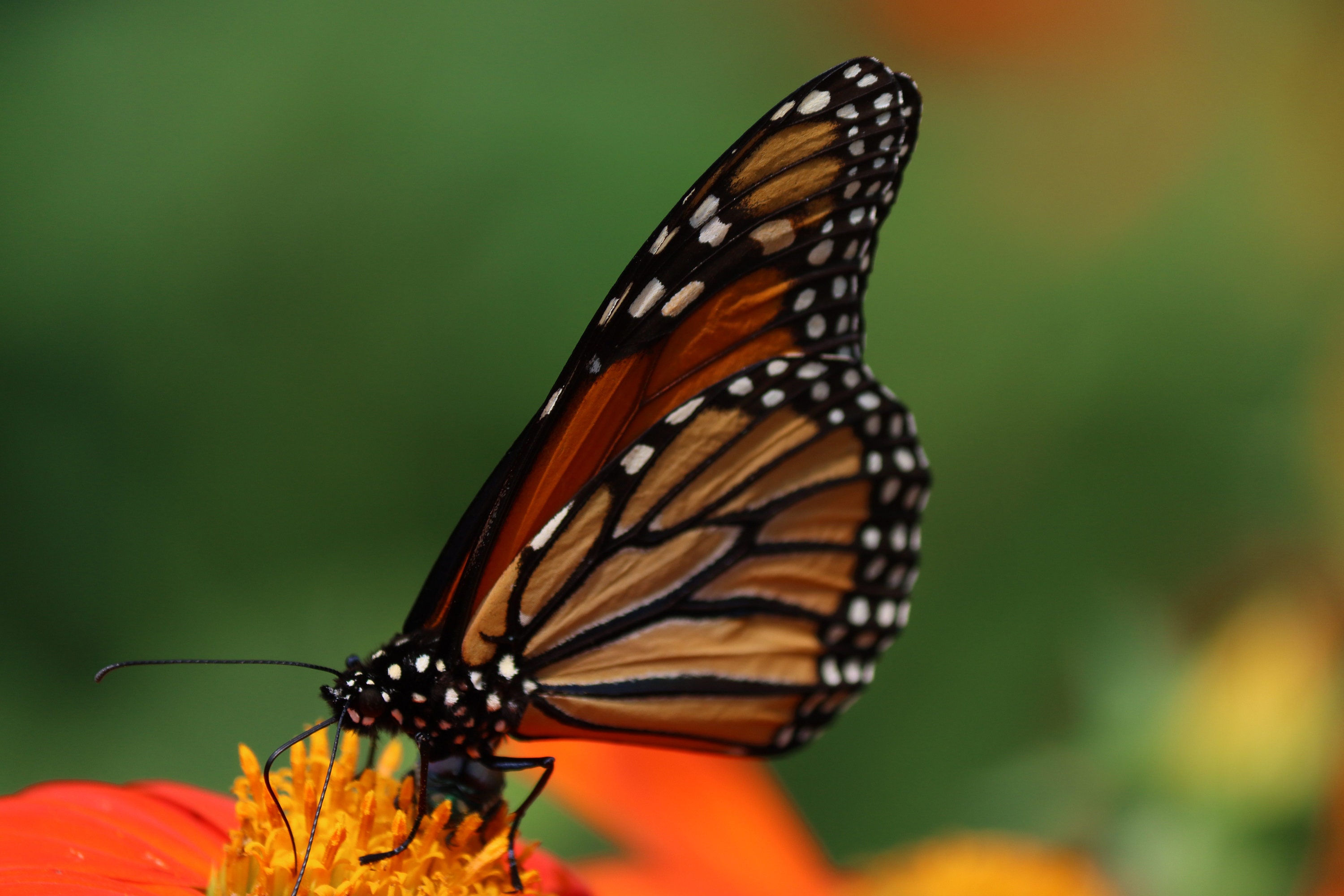 Monarch Butterfly Wall Art Print, Large Butterfly Poster, Butterfly ...