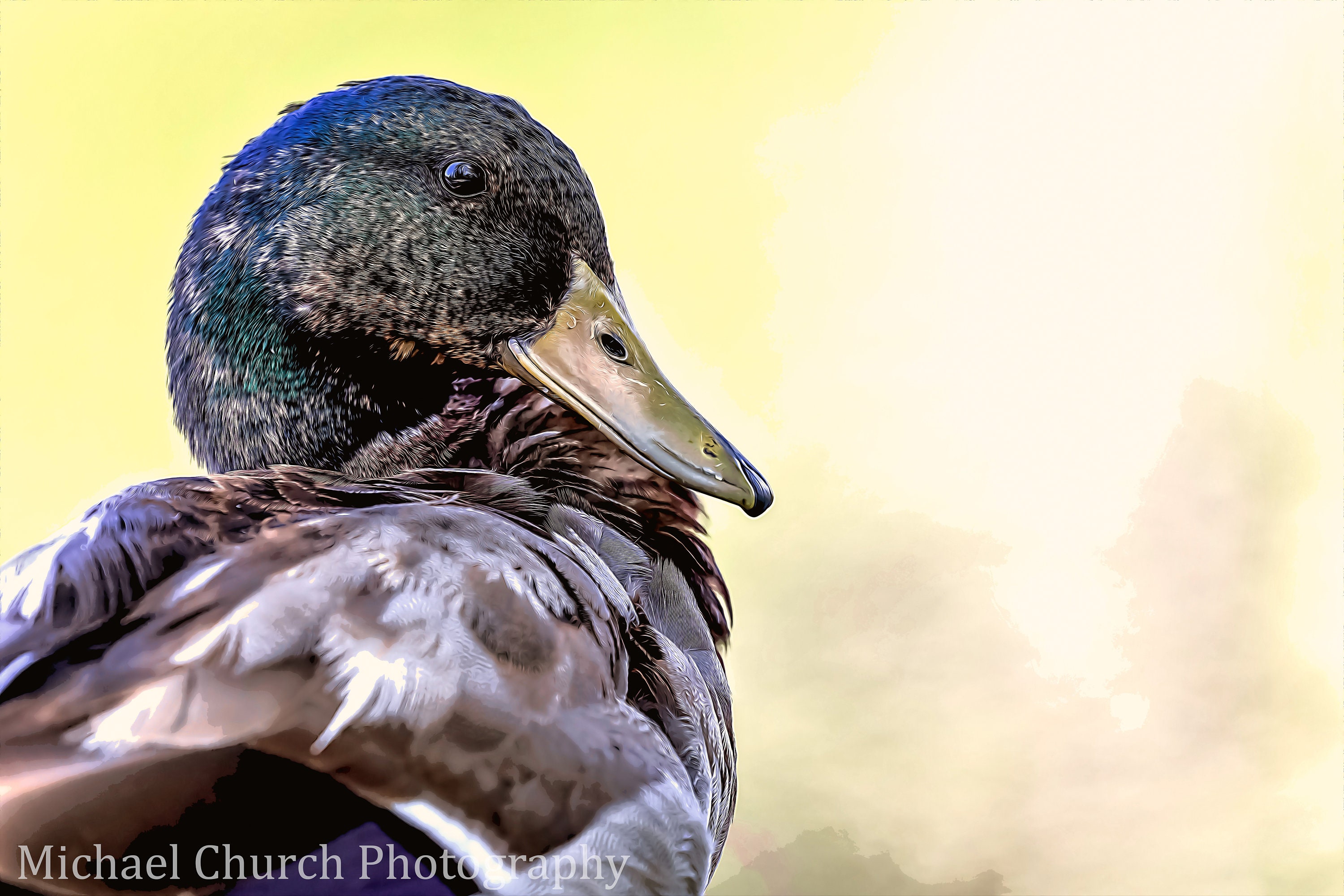 Mallard Duck, Vector Art, Vector Photo, Wildlife Photography, Sharp ...