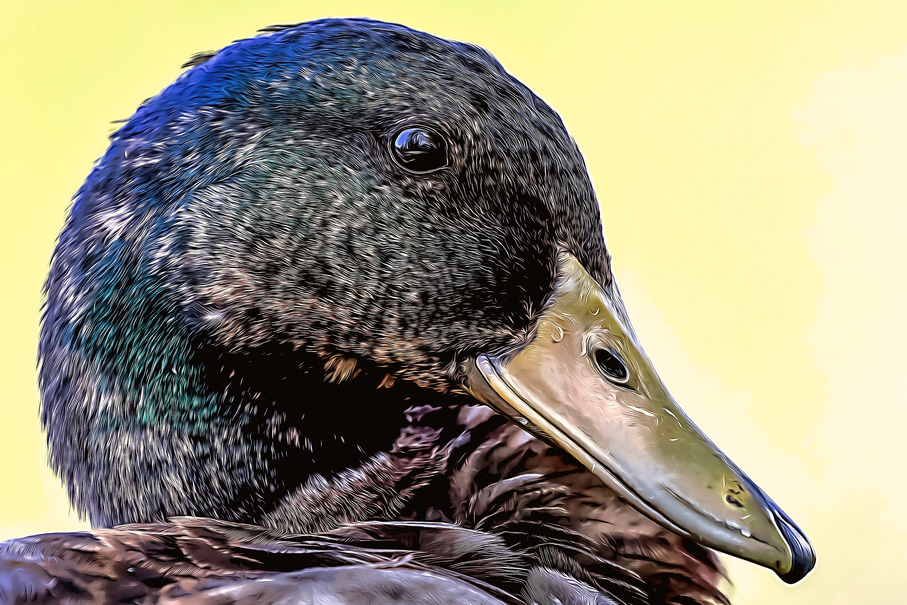 Mallard Duck, Vector Art, Vector Photo, Wildlife Photography, Sharp ...
