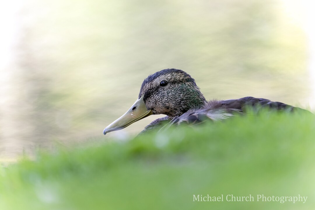 Cute Mallard Duck Relaxing in the Grass, Wildlife Photography, Bird ...