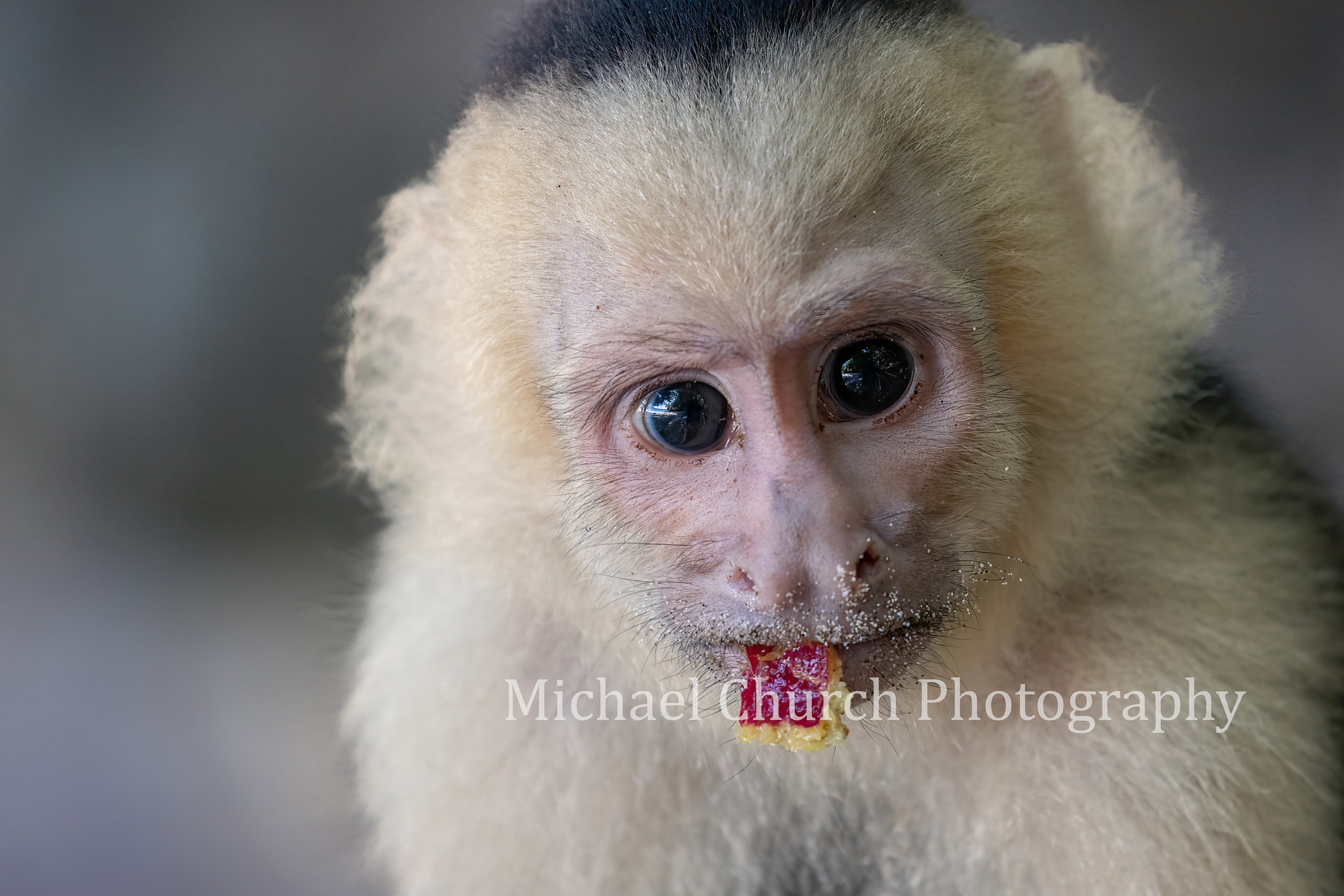 Monkey, White Face Capuchin, Wildlife Photography, Wall Art, Portrait ...