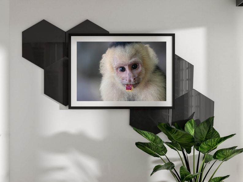 Monkey, White Face Capuchin, Wildlife Photography, Wall Art, Portrait ...
