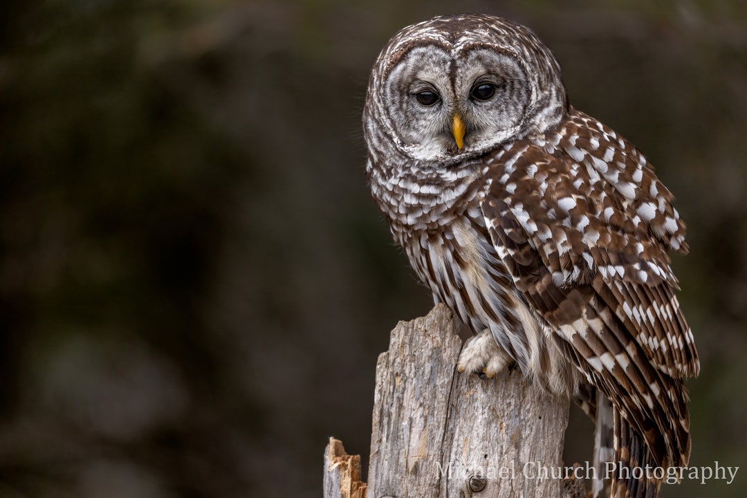 Barred Owl Perching on Tree Stump, Black Eyes, Very Detailed Portrait ...