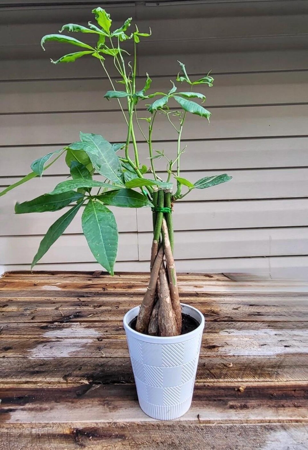 Mexican Money Tree 5 Inch Pot - Etsy