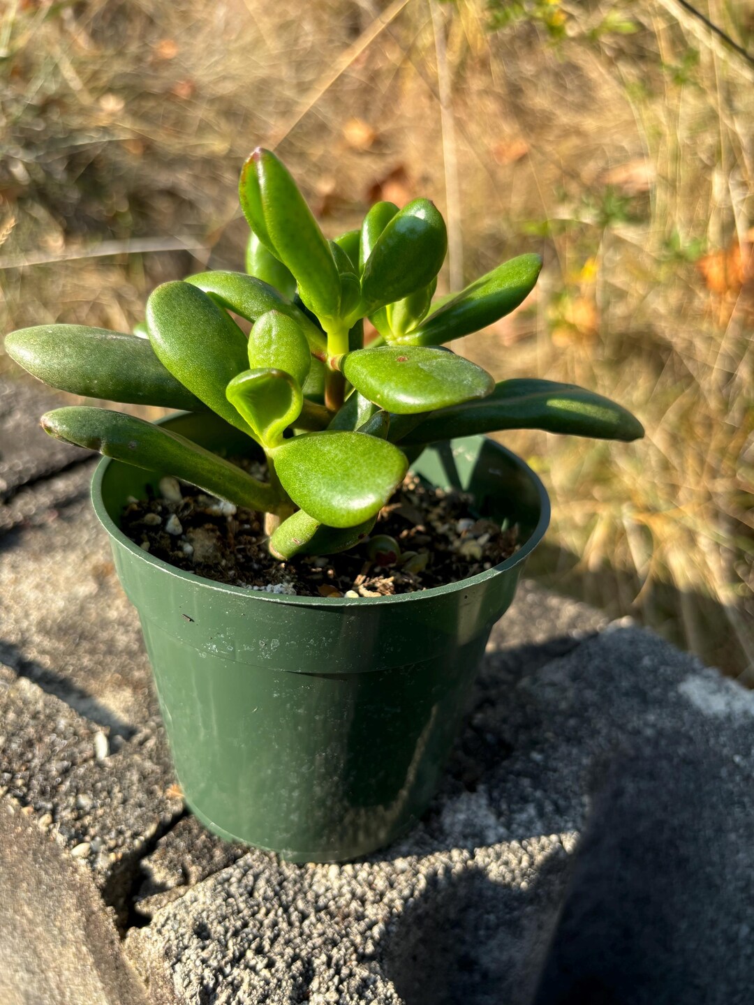 Succulent Ogre Ear 4 Inch Pot - Etsy