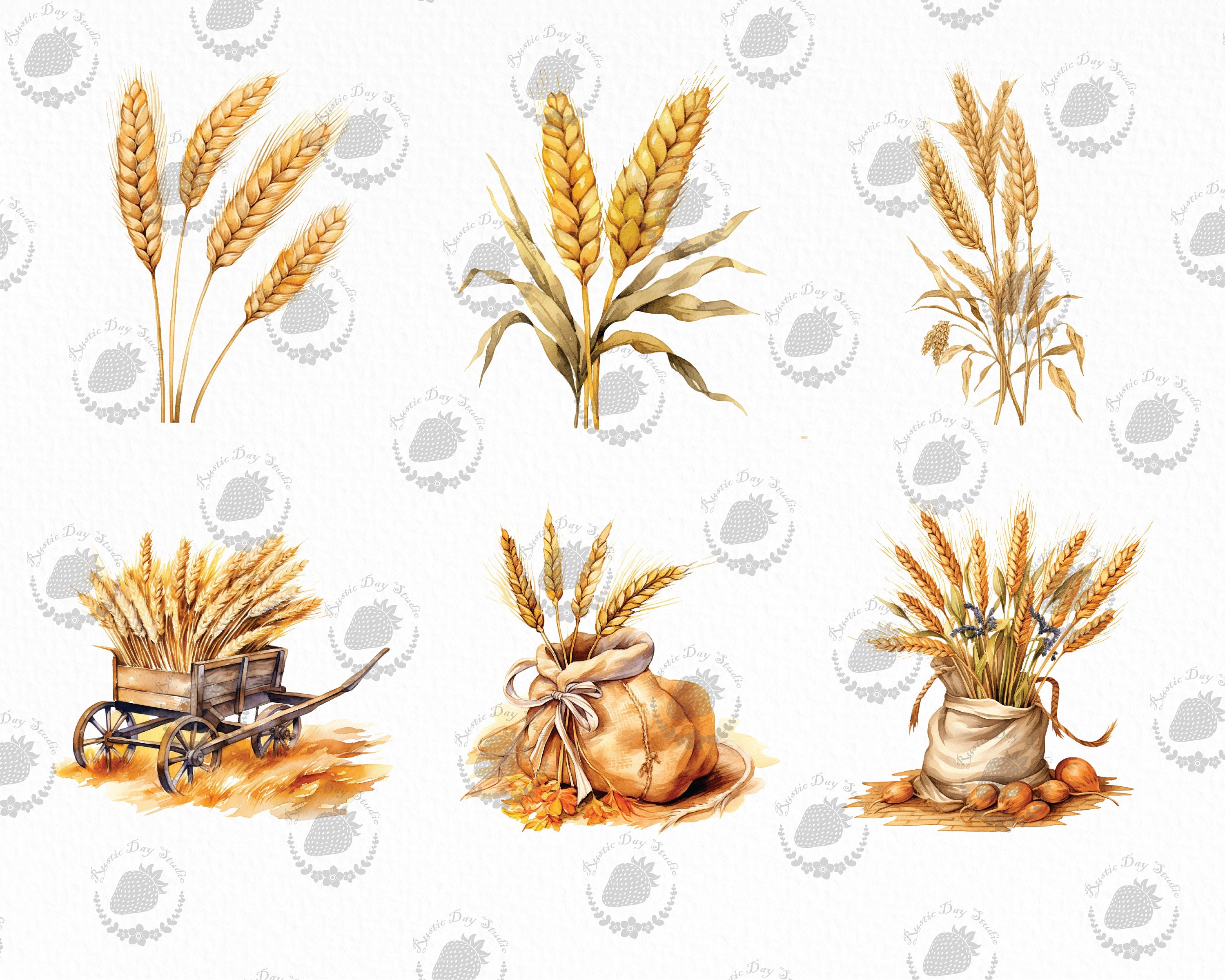 Watercolor Wheat Clipart Field Wheat PNG SVG Boquet Wheat Farm ...