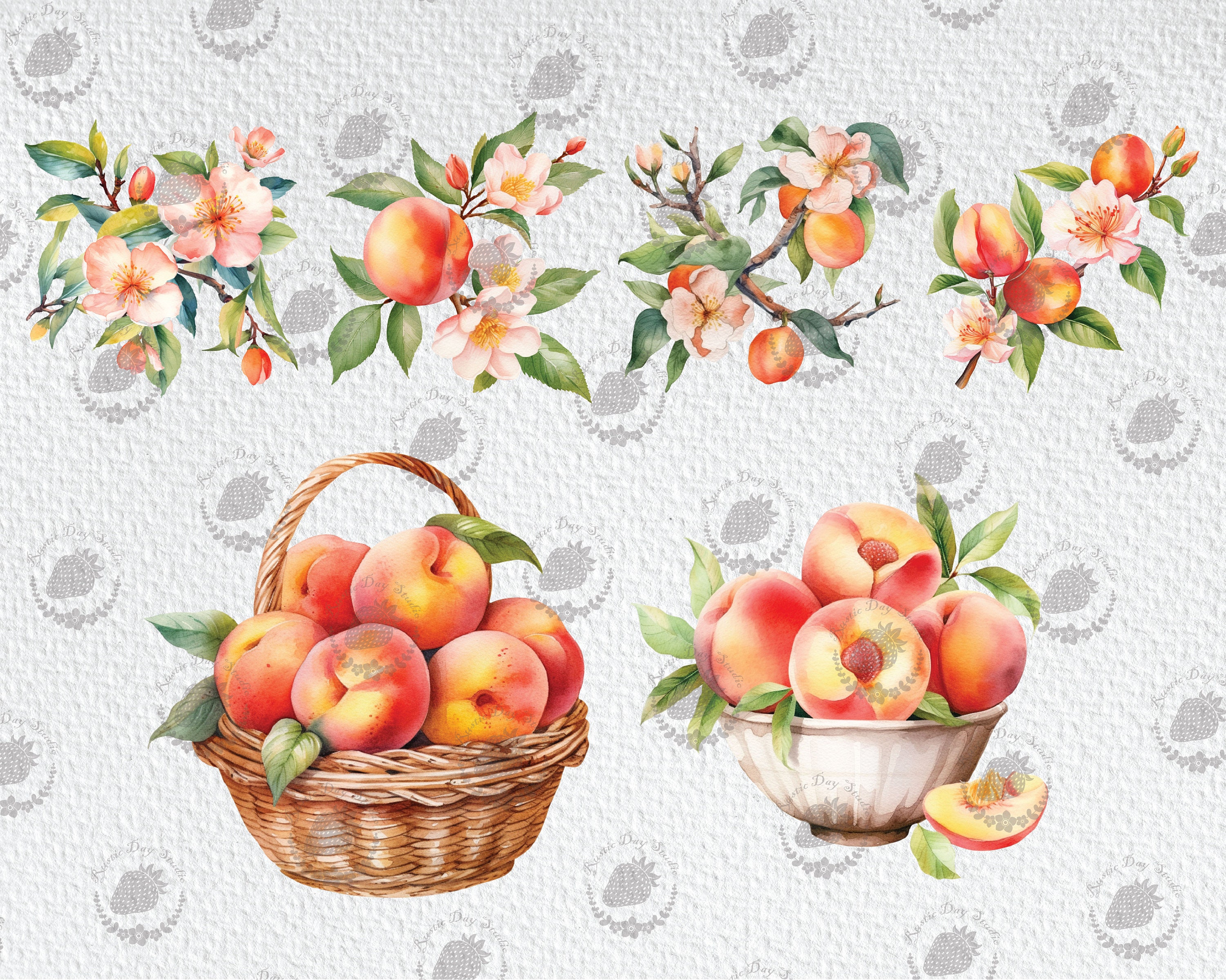 Watercolor Peach Clipart Peach Tree Clipart Peach Flower Clipart ...