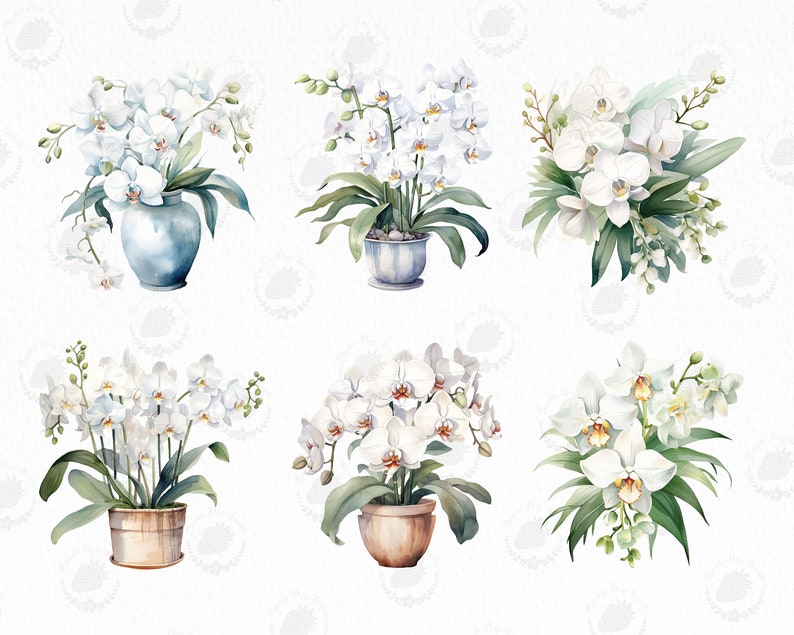 Watercolor White Orchid Clipart Elegant Orchid Clipart Bundle ikebana ...